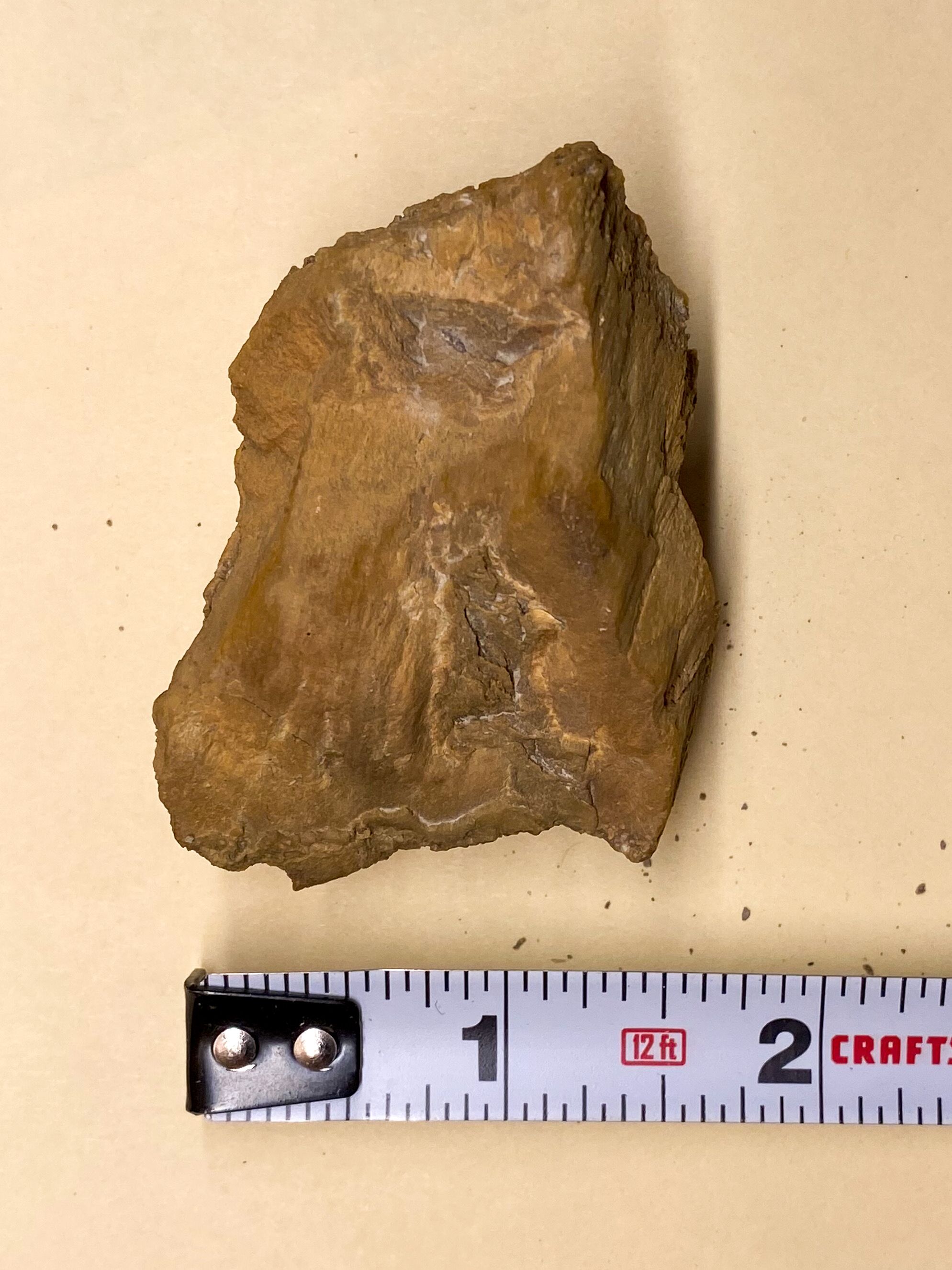 Two Medicine Formation find! Help??? - Fossil ID - The Fossil Forum