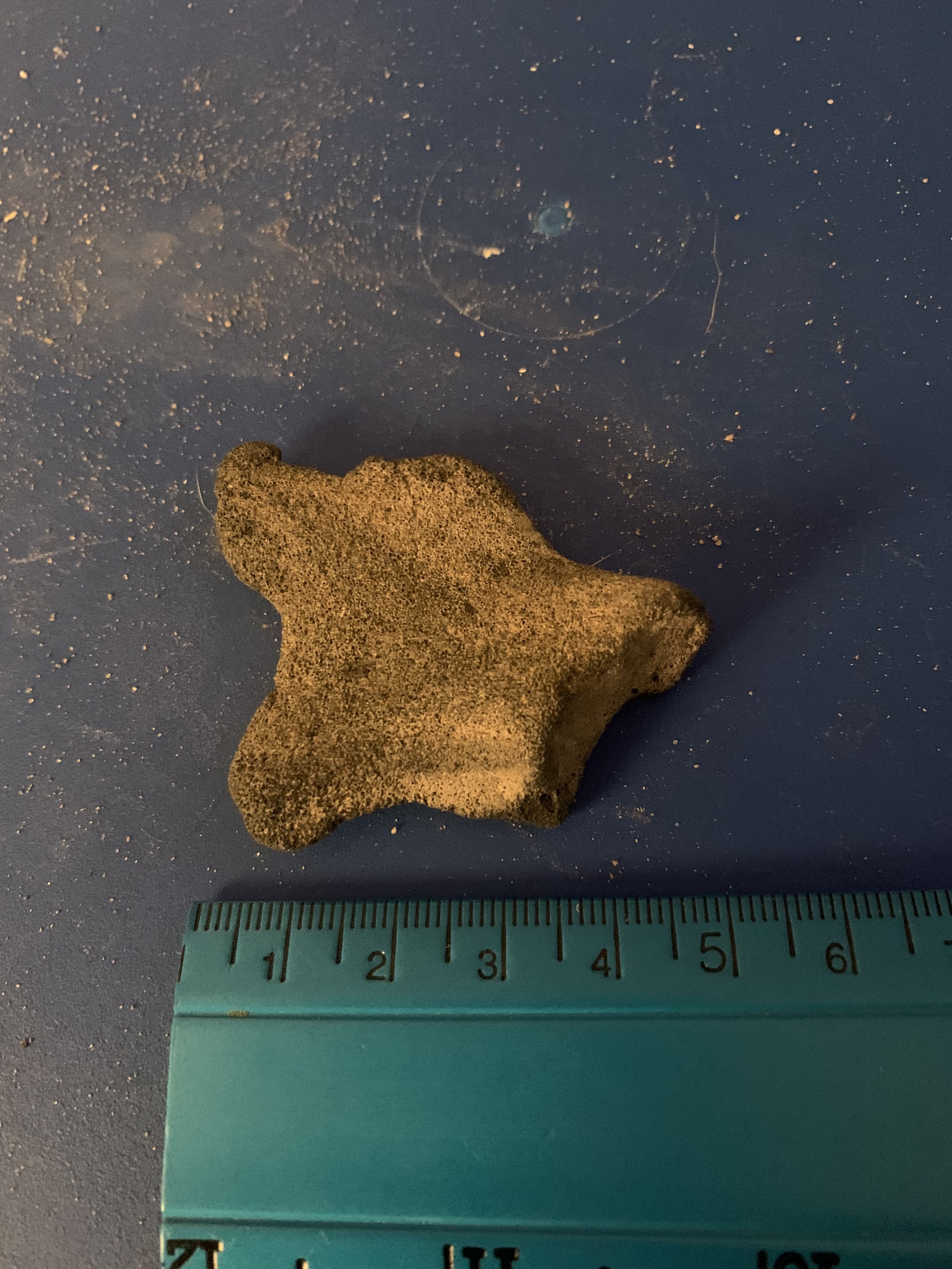 Bone with odd shape? - Fossil ID - The Fossil Forum