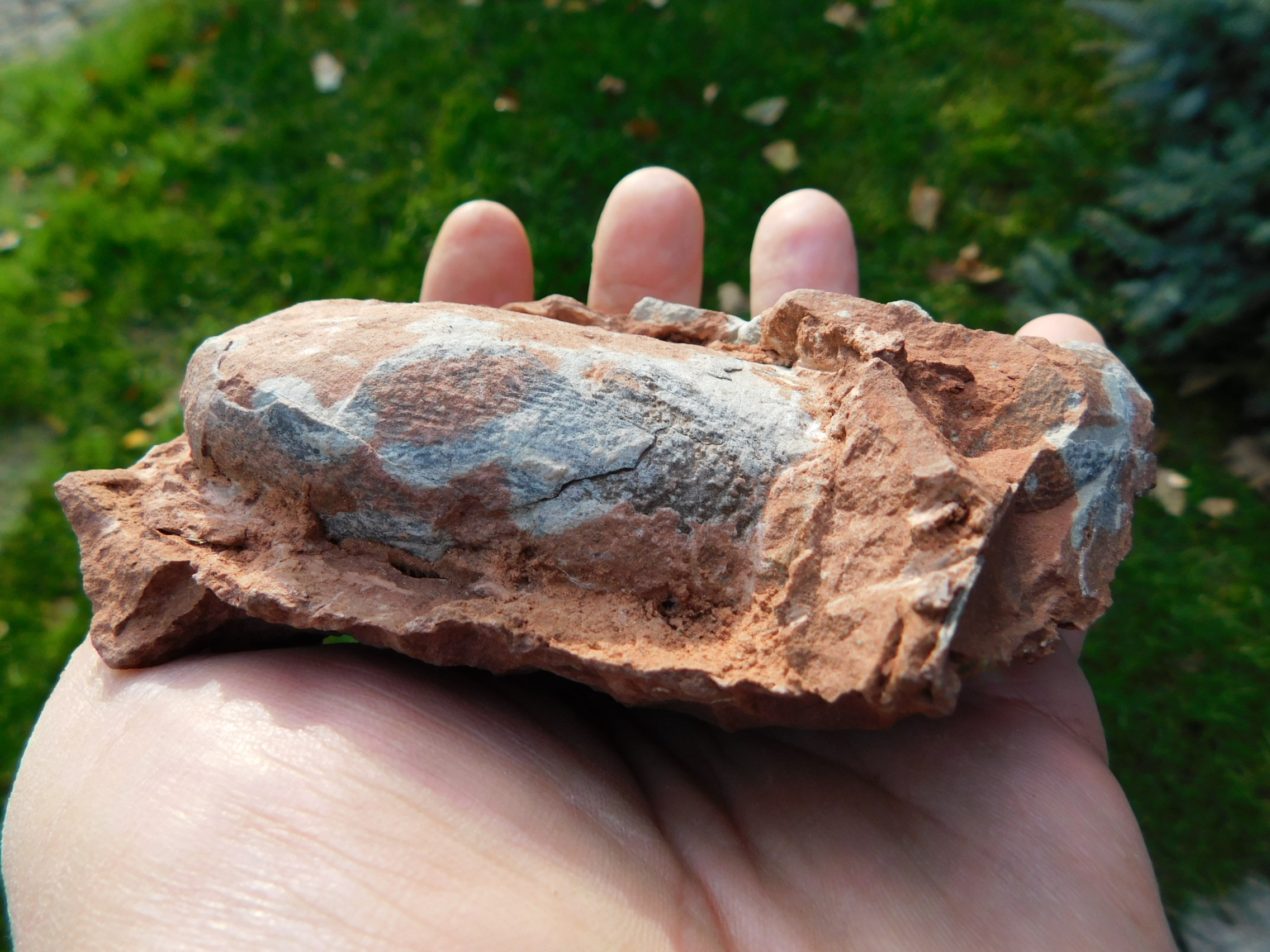 Real raptor eggs? - Is It Real? How to Recognize Fossil Fabrications ...