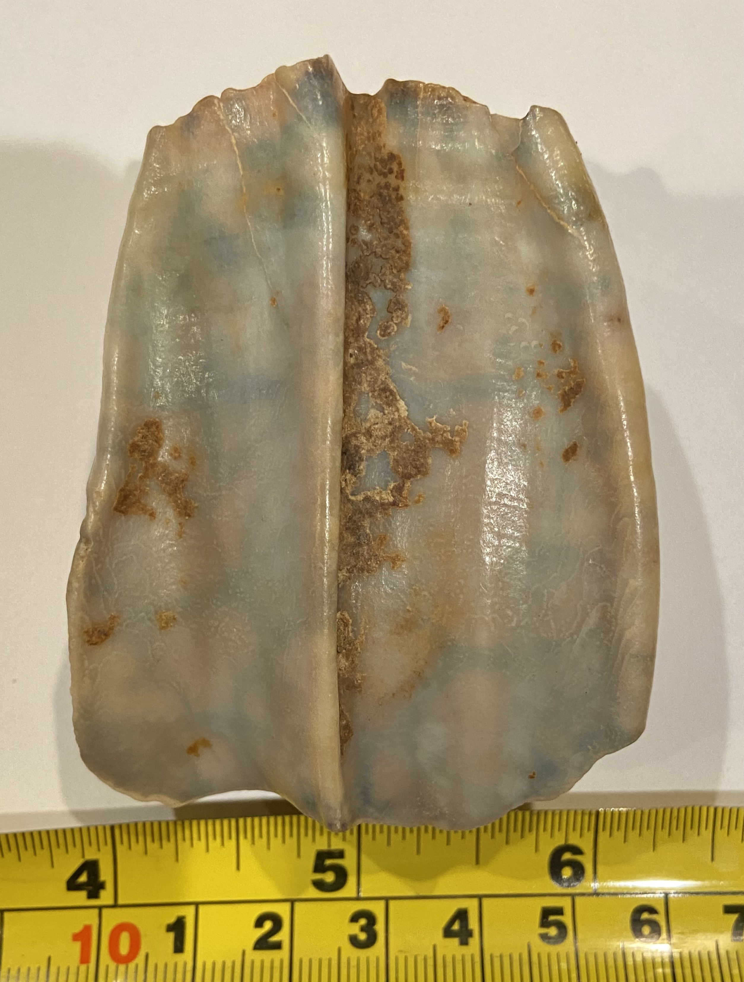 A beast of a tooth - Fossil Hunting Trips - The Fossil Forum