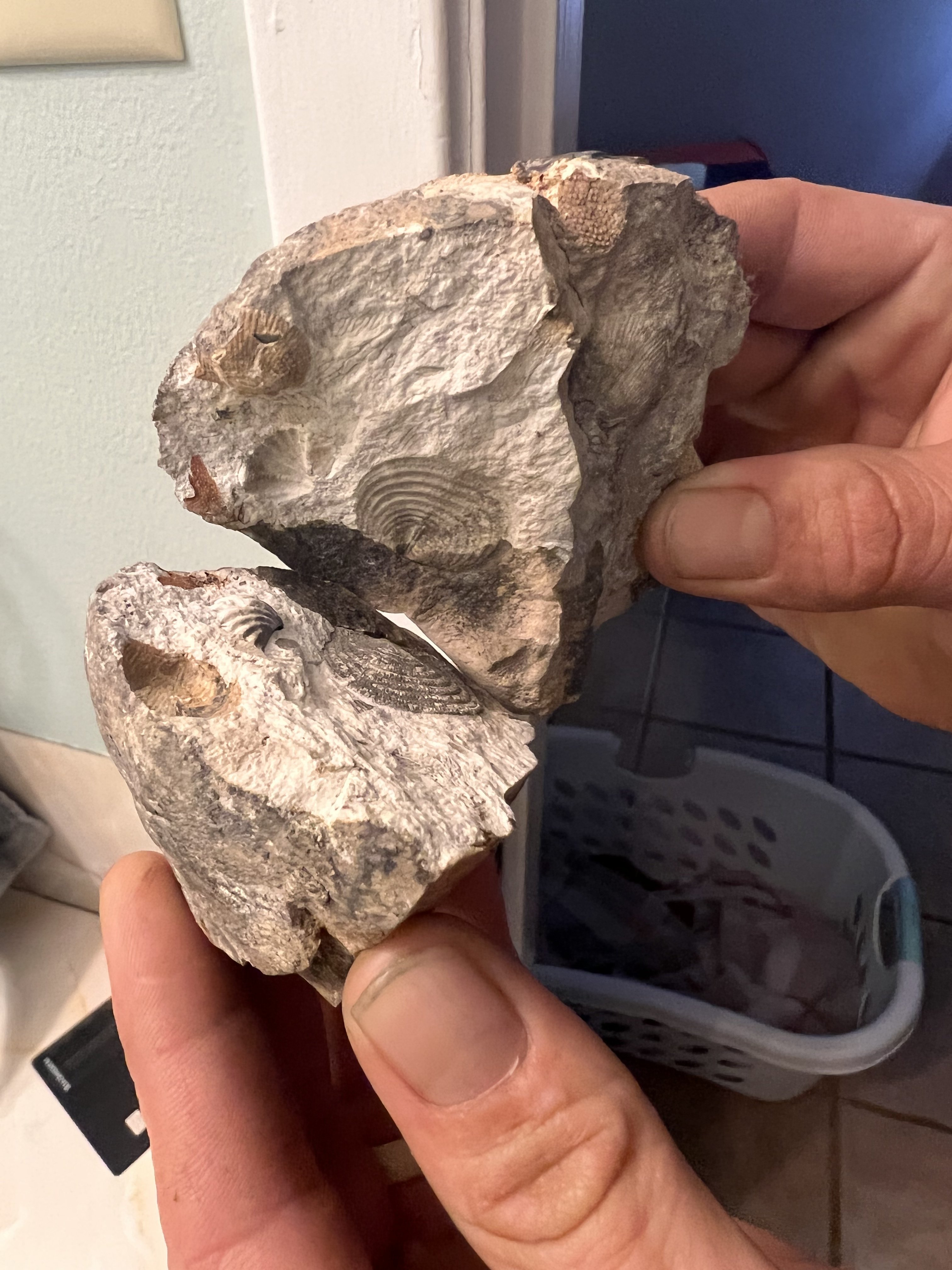 Ozark mountain fossil - Fossil ID - The Fossil Forum