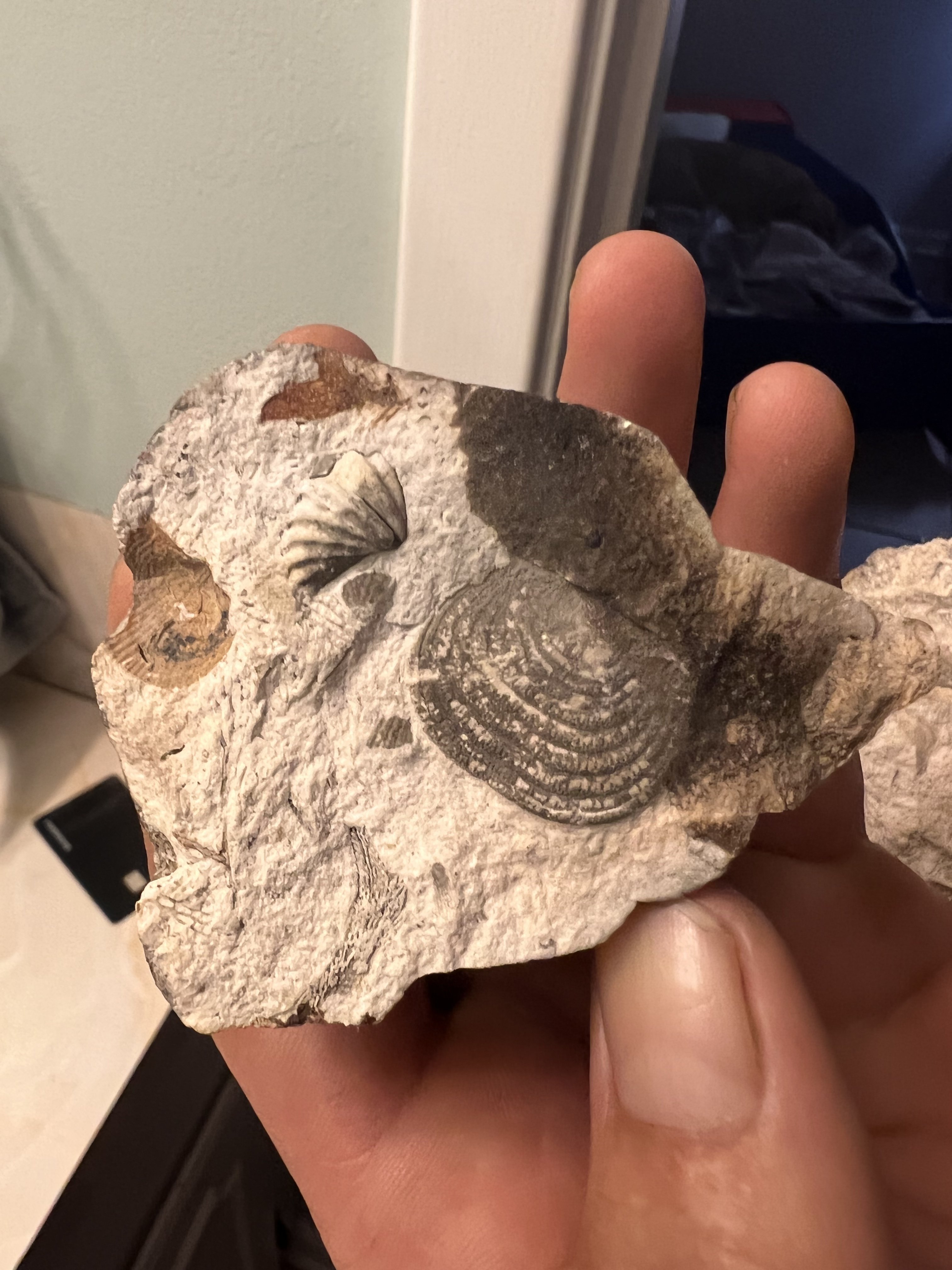 Ozark mountain fossil - Fossil ID - The Fossil Forum