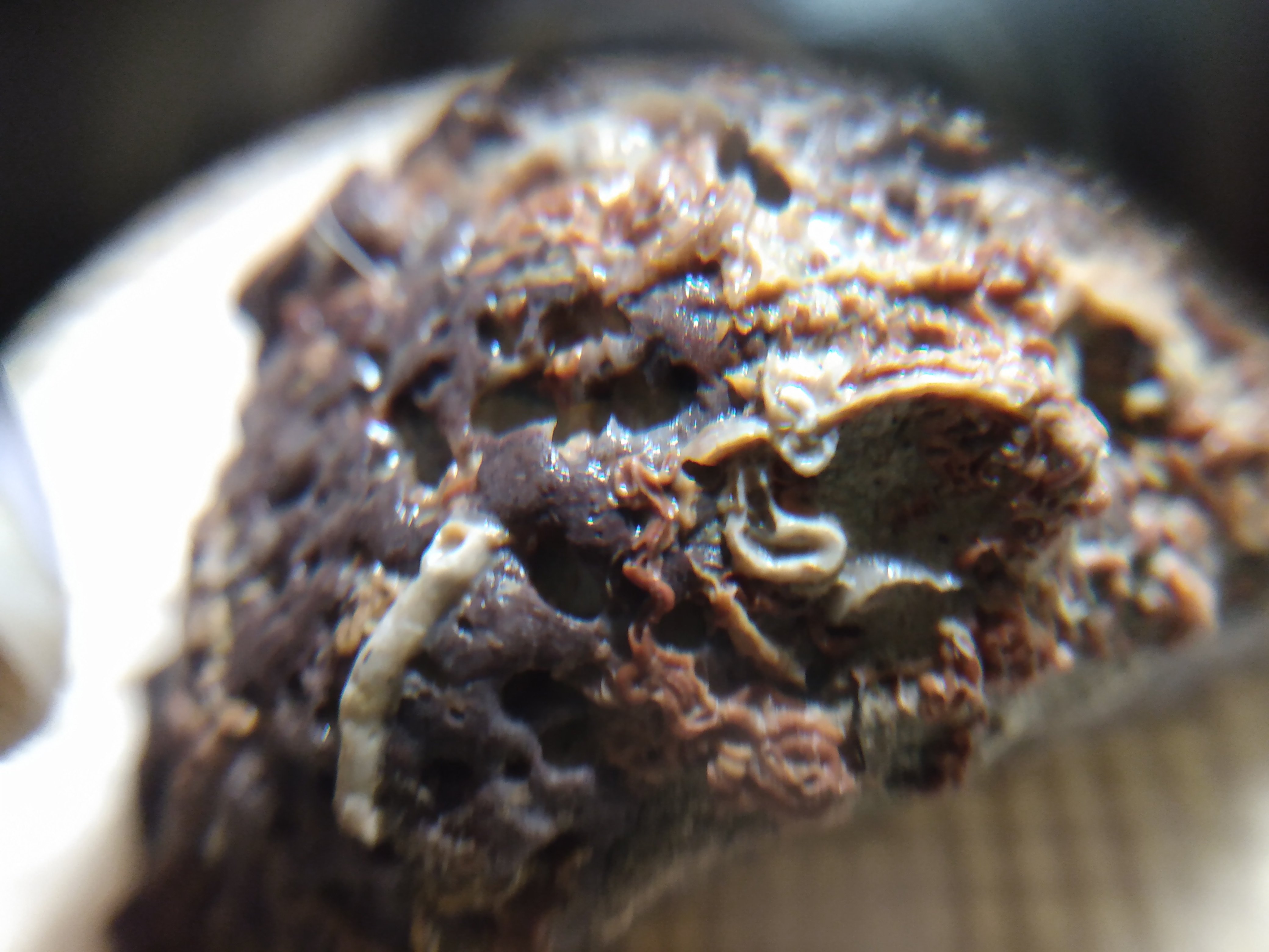 Multiple colors, shapes and sizes (species?) of tube worms - Fossil ID ...