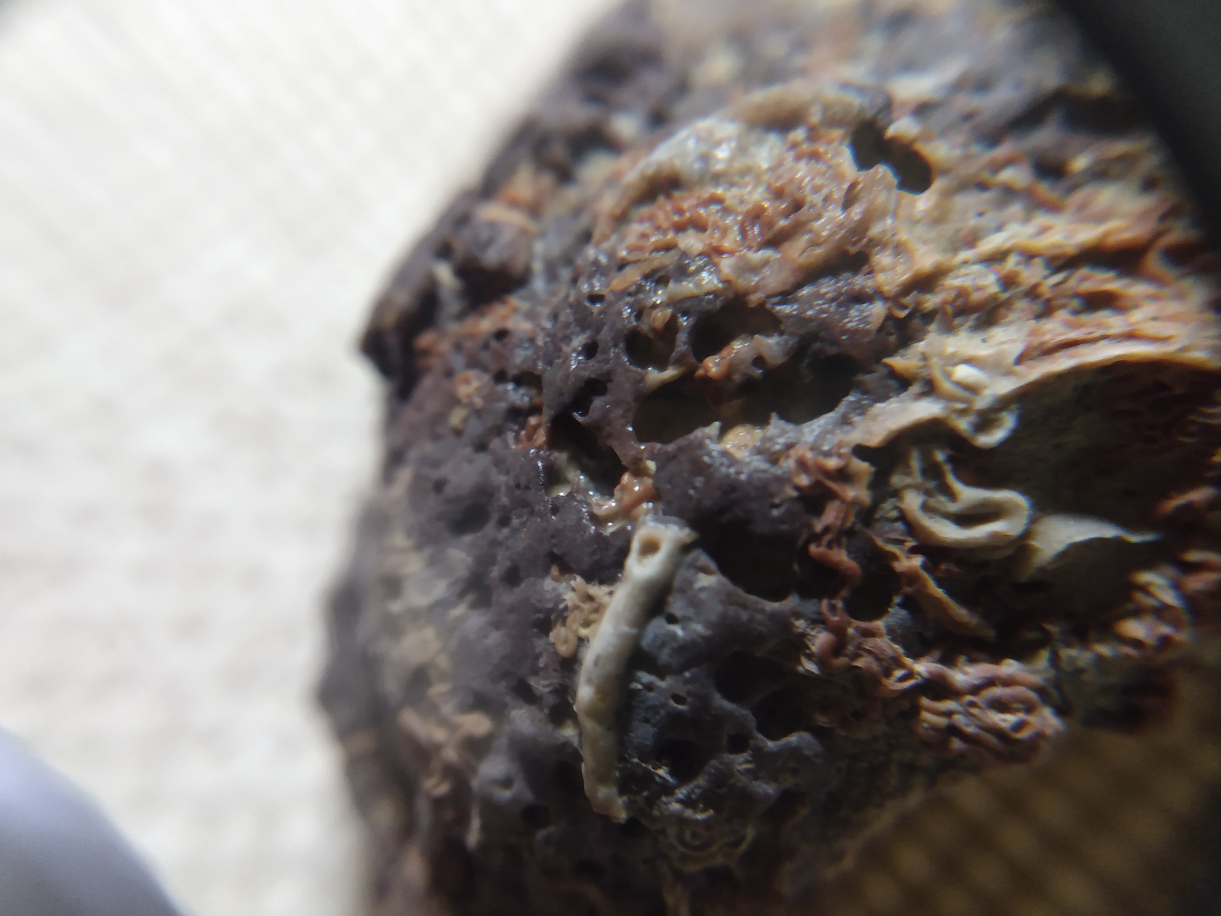 Multiple colors, shapes and sizes (species?) of tube worms - Fossil ID ...