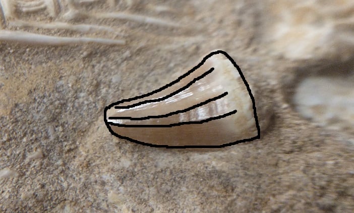 Prepasaurus beaugei: my first ever vertebrate prep! - Fossil ...