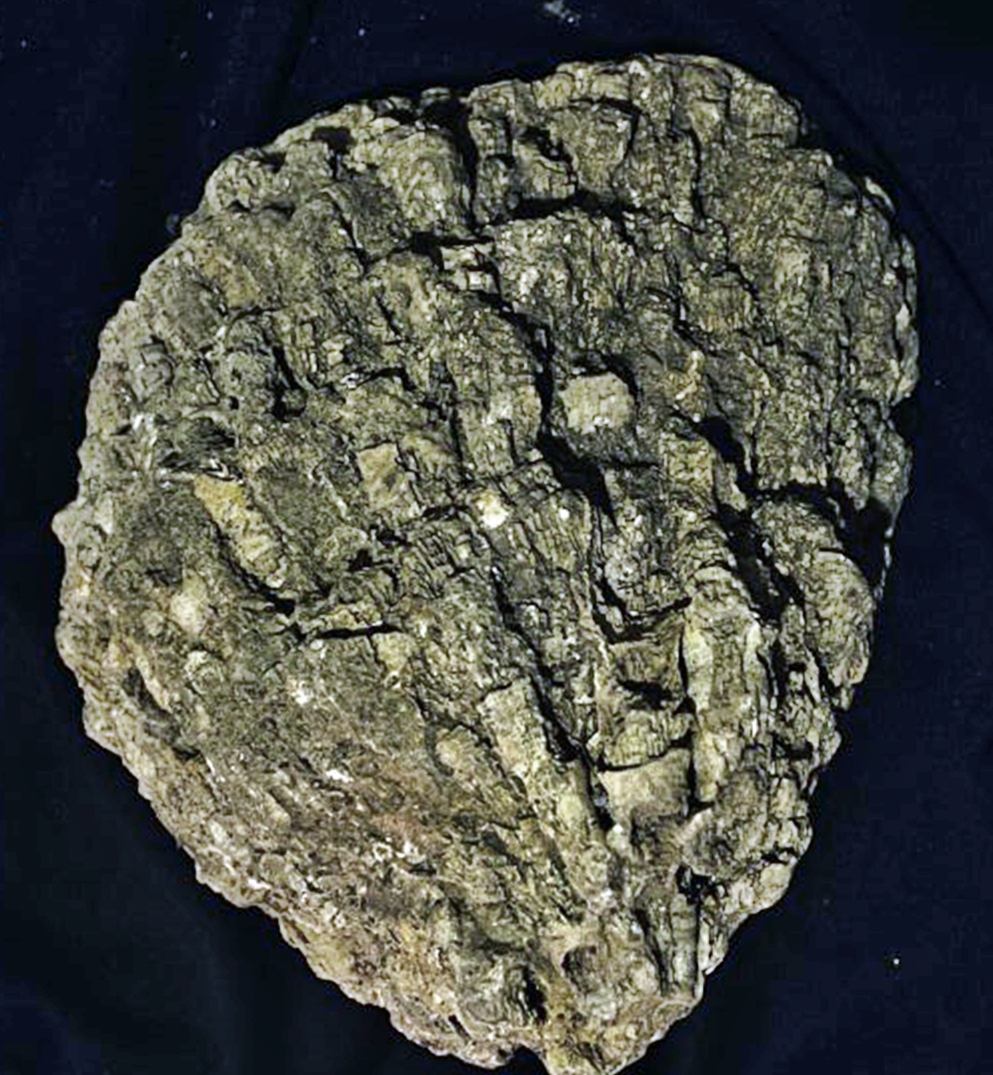 unknown rock - Fossil ID - The Fossil Forum