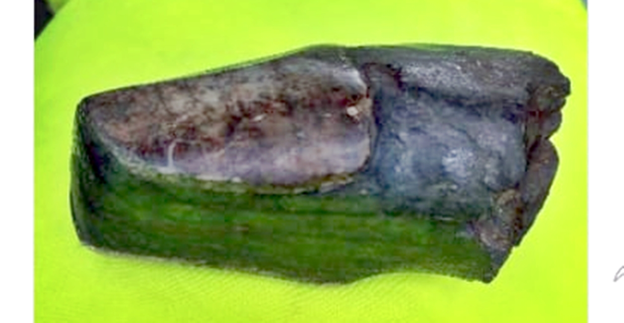 unknown tooth - Fossil ID - The Fossil Forum