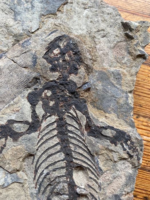Supposed to be... - Is It Real? How to Recognize Fossil Fabrications ...