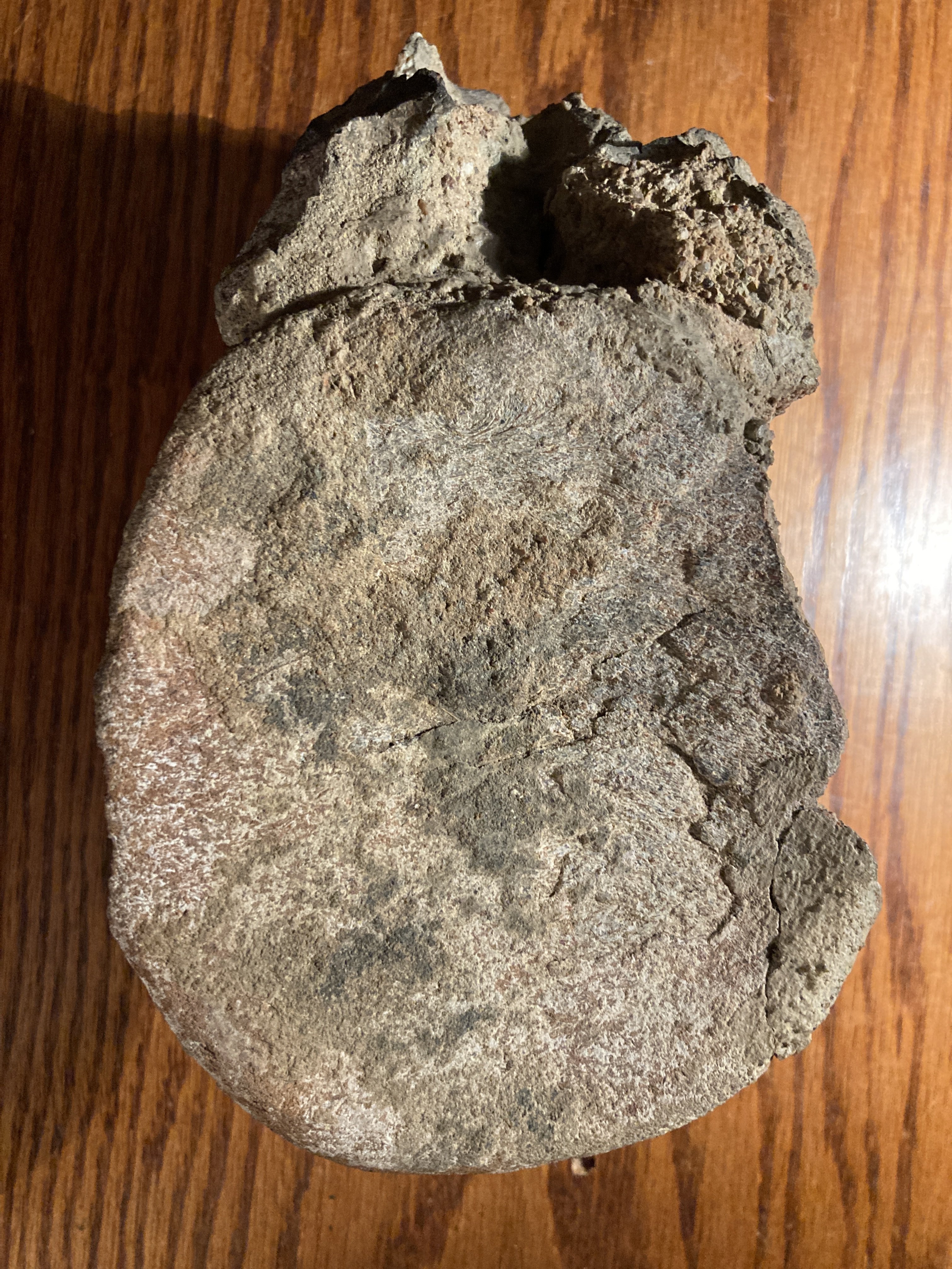 Please help identify this fossil. Some type of vertebra I believe ...