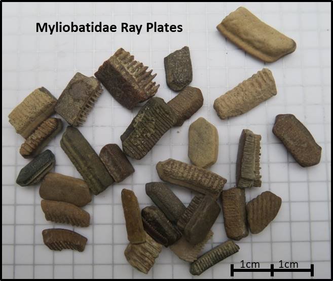 "Myliobatis" - Member Collections - The Fossil Forum