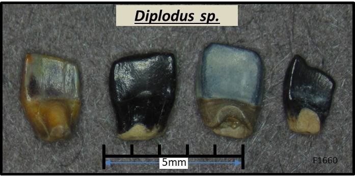 Diplodus sp. - Member Collections - The Fossil Forum