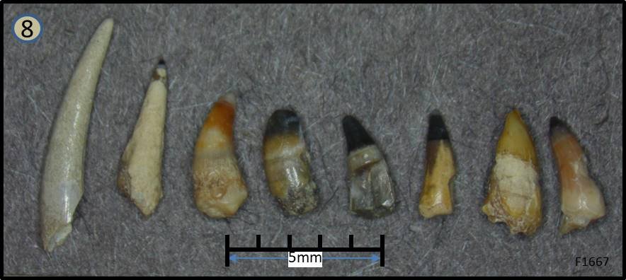 Fish Teeth - Member Collections - The Fossil Forum