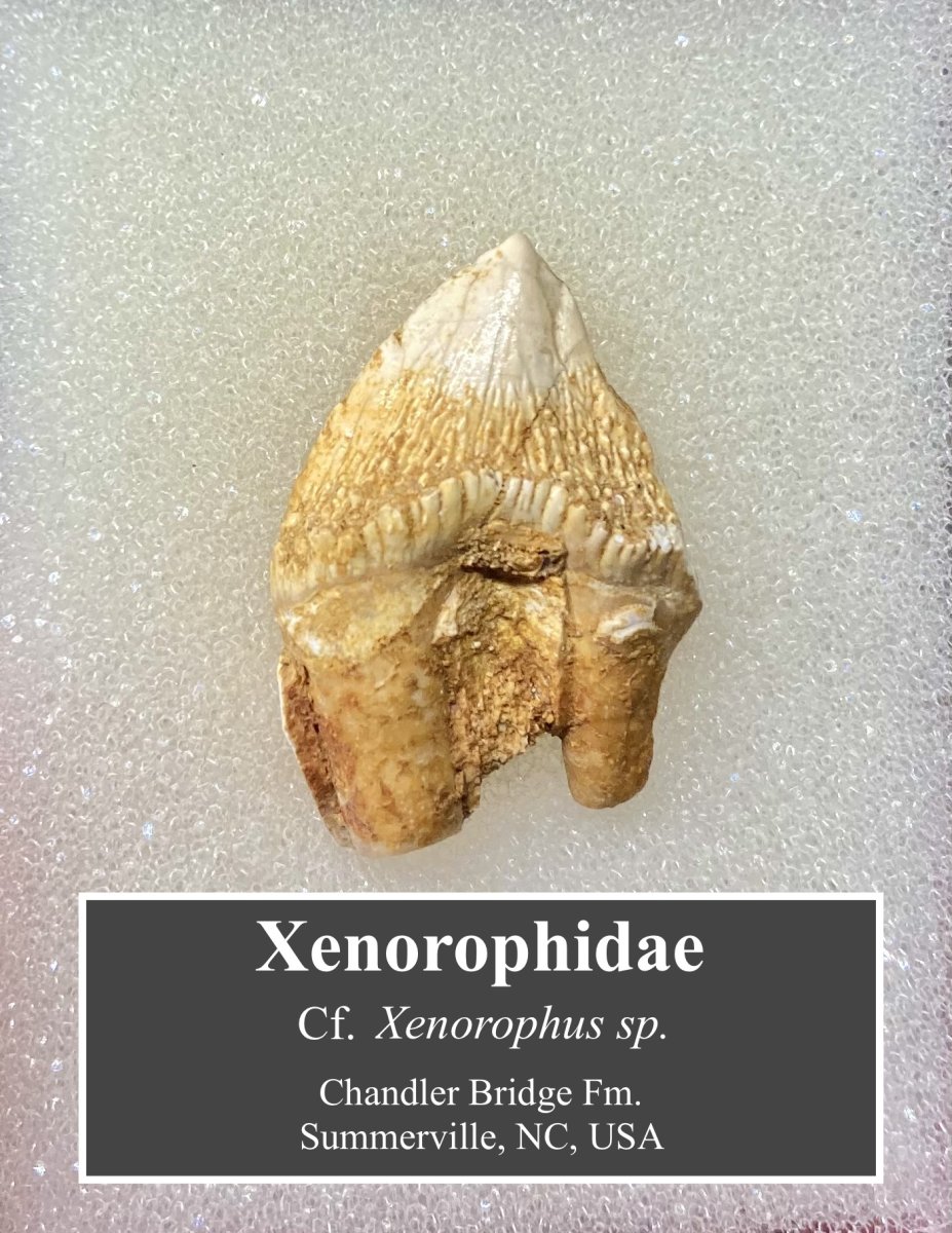 Xenorophidae - Member Collections - The Fossil Forum