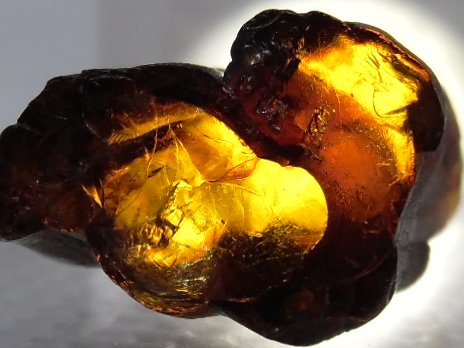 Fushun Amber (Guchenzgi Fm., 56-50 Ma) - Plants - The Fossil Forum