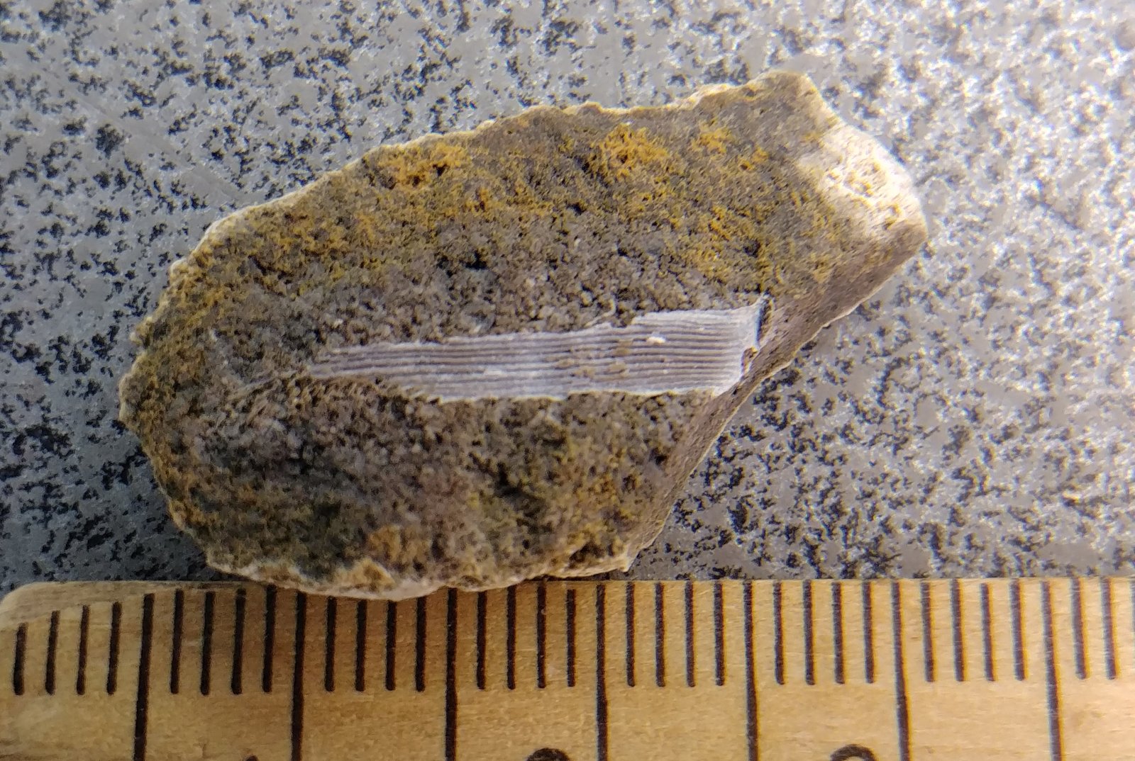 Nodule #24: Blue Listracanthus Denticle - Member Collections - The ...