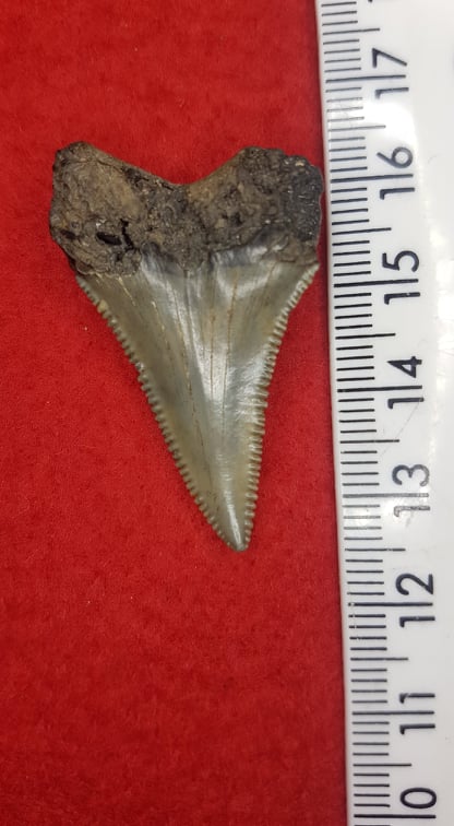 Show Your Smallest Megalodon Teeth - Page 3 - Member Collections - The ...
