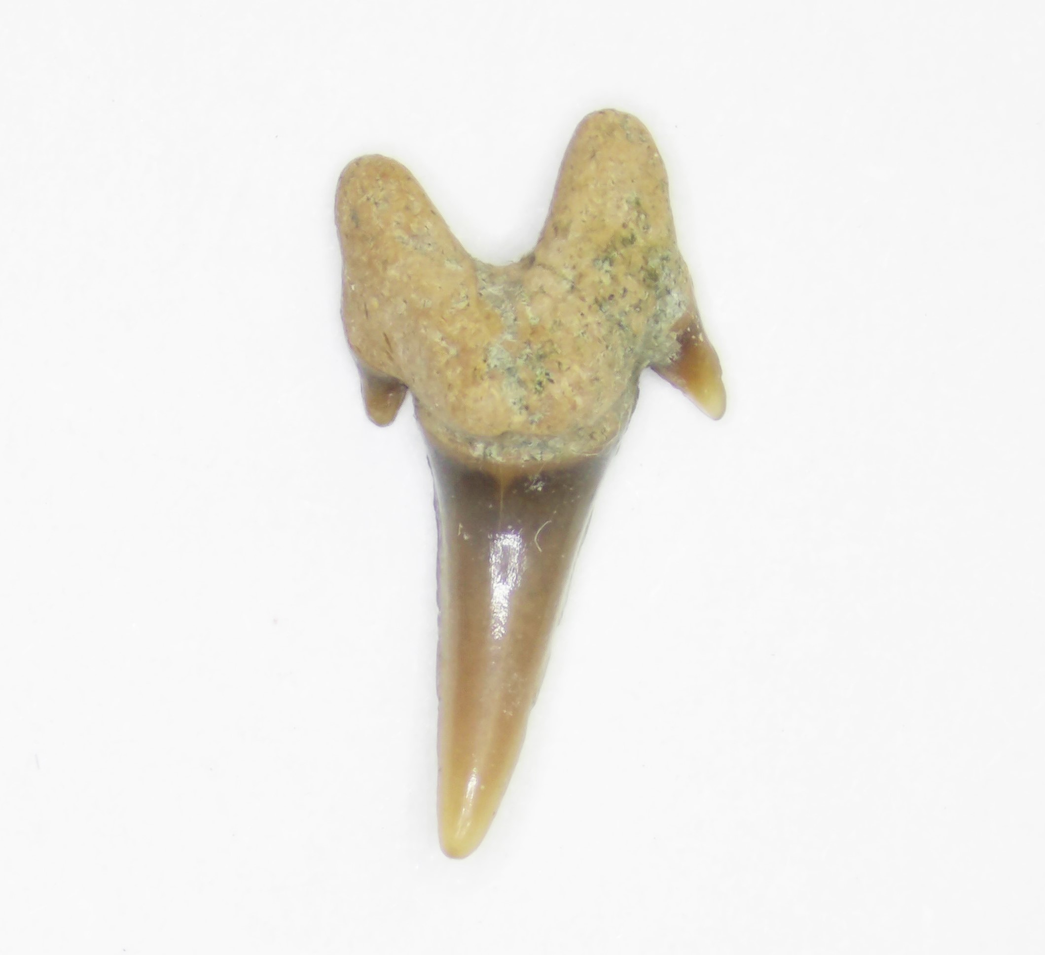 Found My First Shark Tooth in Austin Tx! - Fossil ID - The Fossil Forum