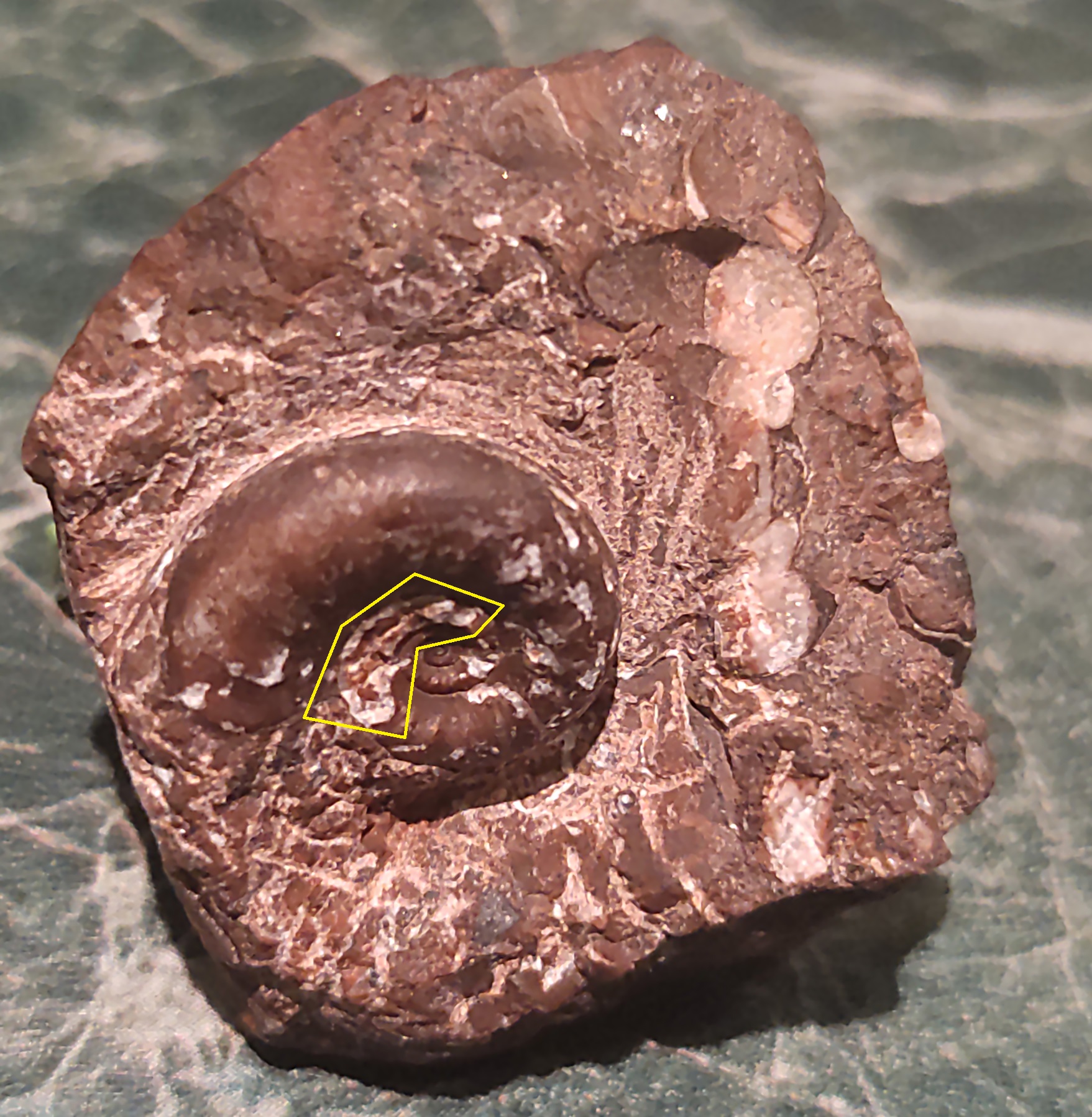 Greek Triassic Part 2, a dream comes true! - Fossil Hunting Trips - The ...