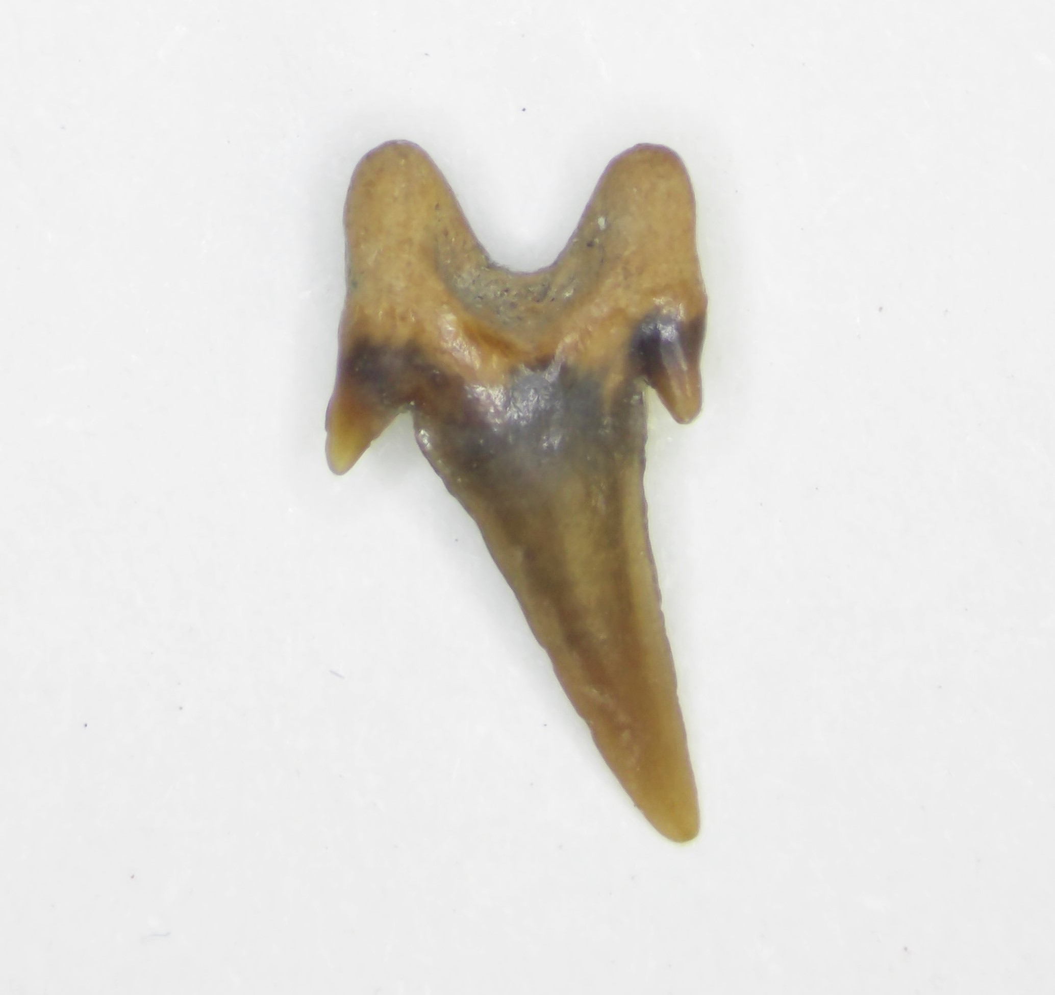 Found My First Shark Tooth in Austin Tx! - Fossil ID - The Fossil Forum