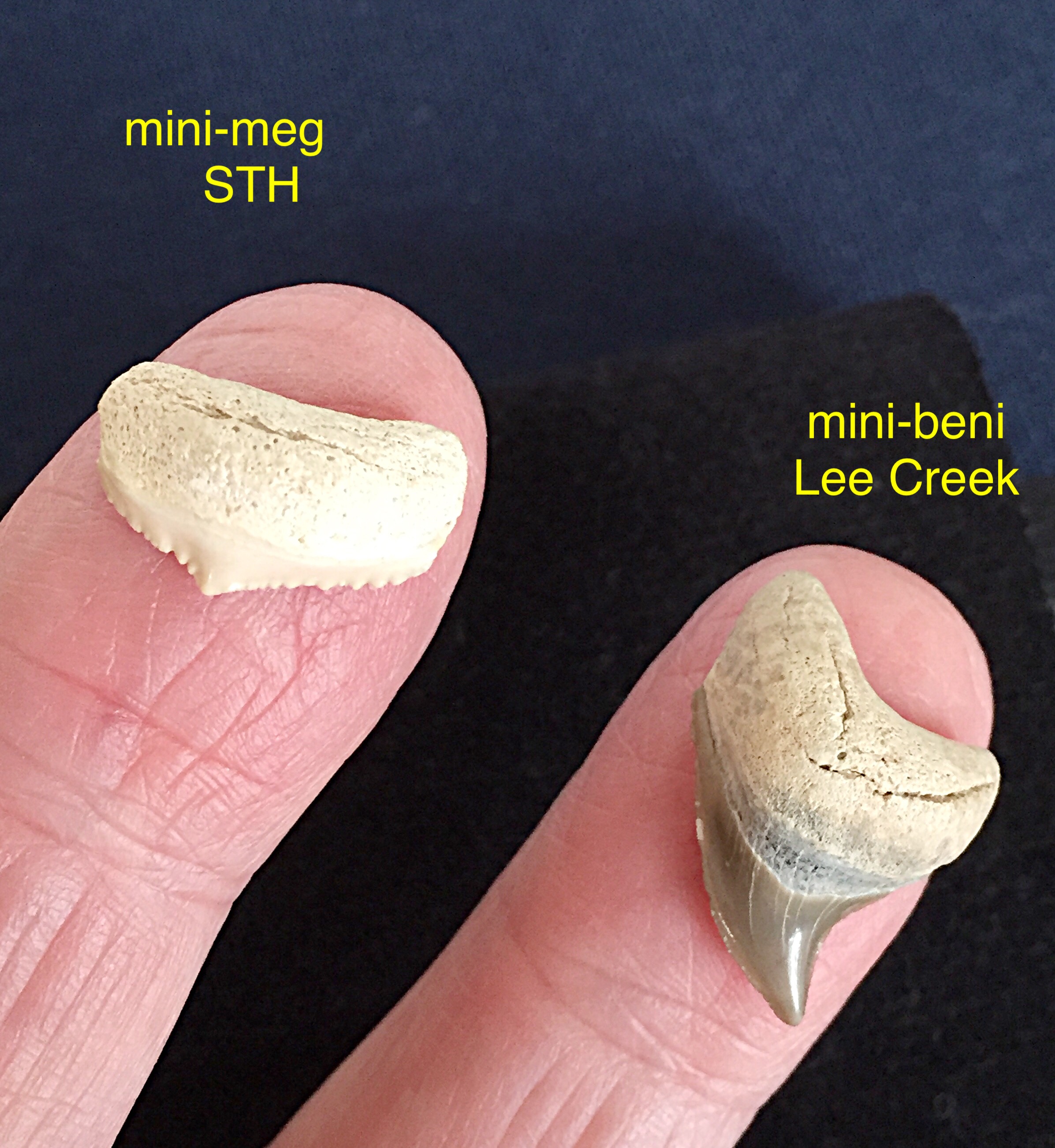 Show Your Smallest Megalodon Teeth - Page 3 - Member Collections - The ...