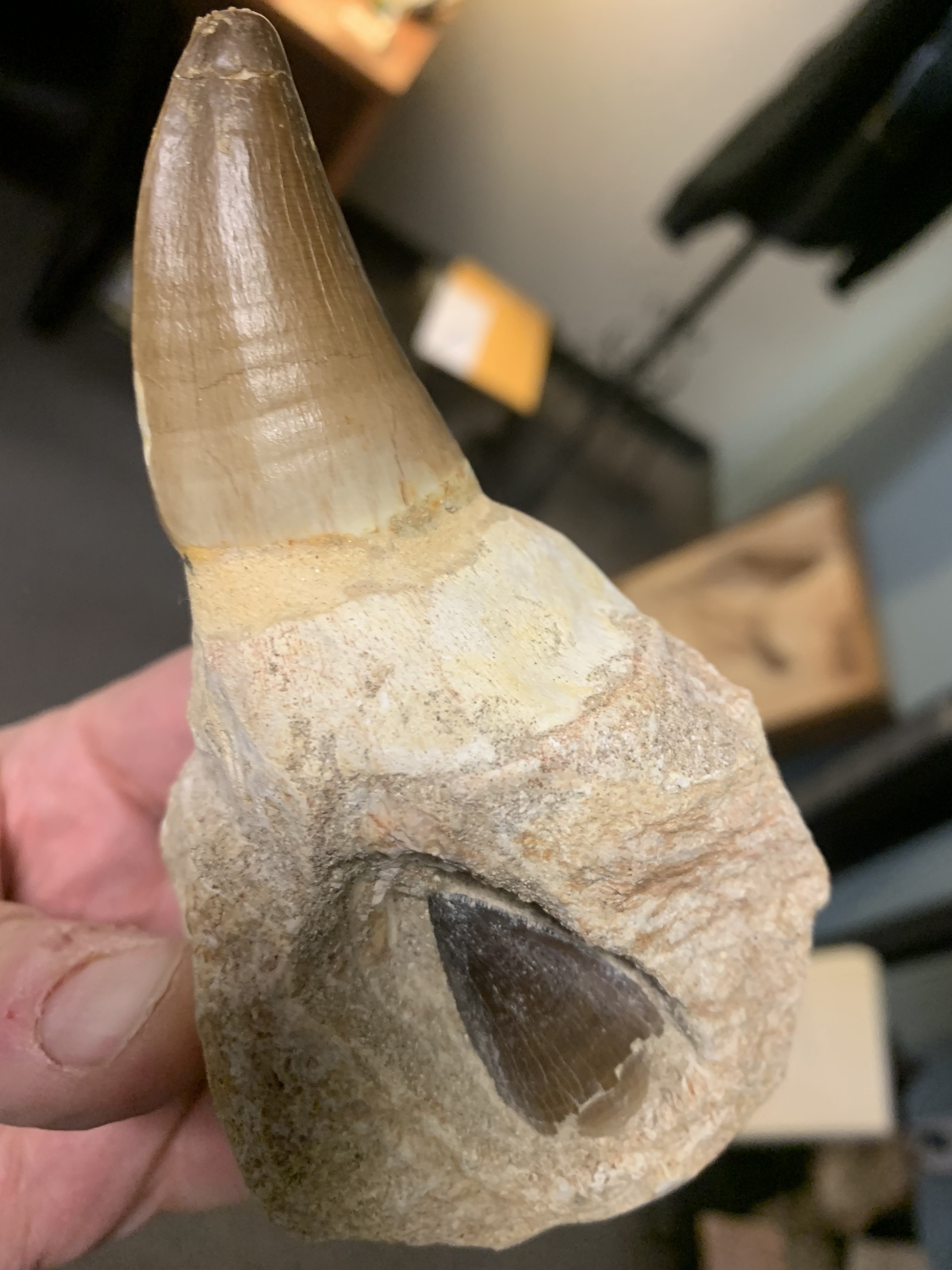 Real or Fake - Is It Real? How to Recognize Fossil Fabrications - The ...