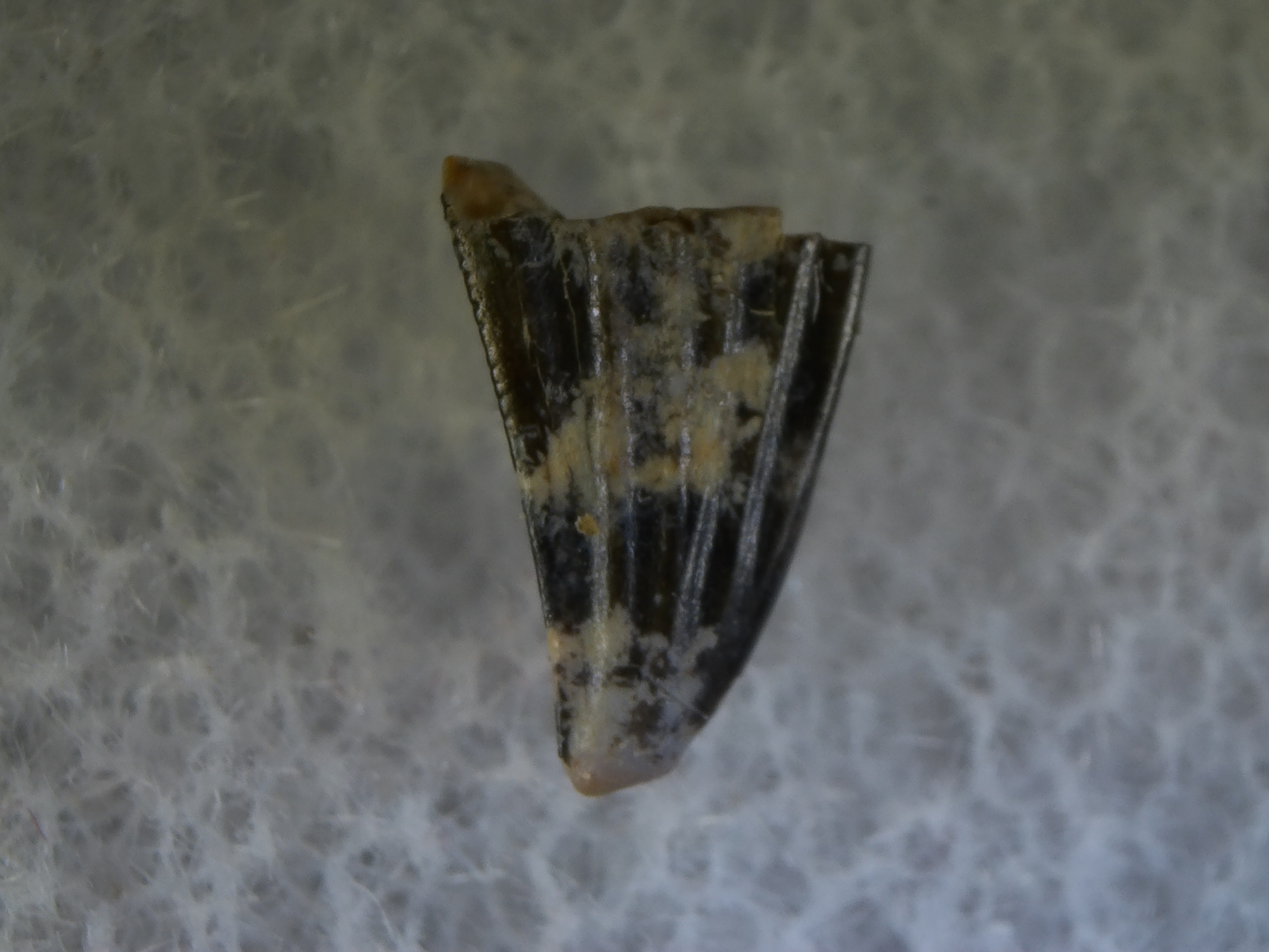 PaleoNoel: Into the Microverse - Micro-paleontology - The Fossil Forum