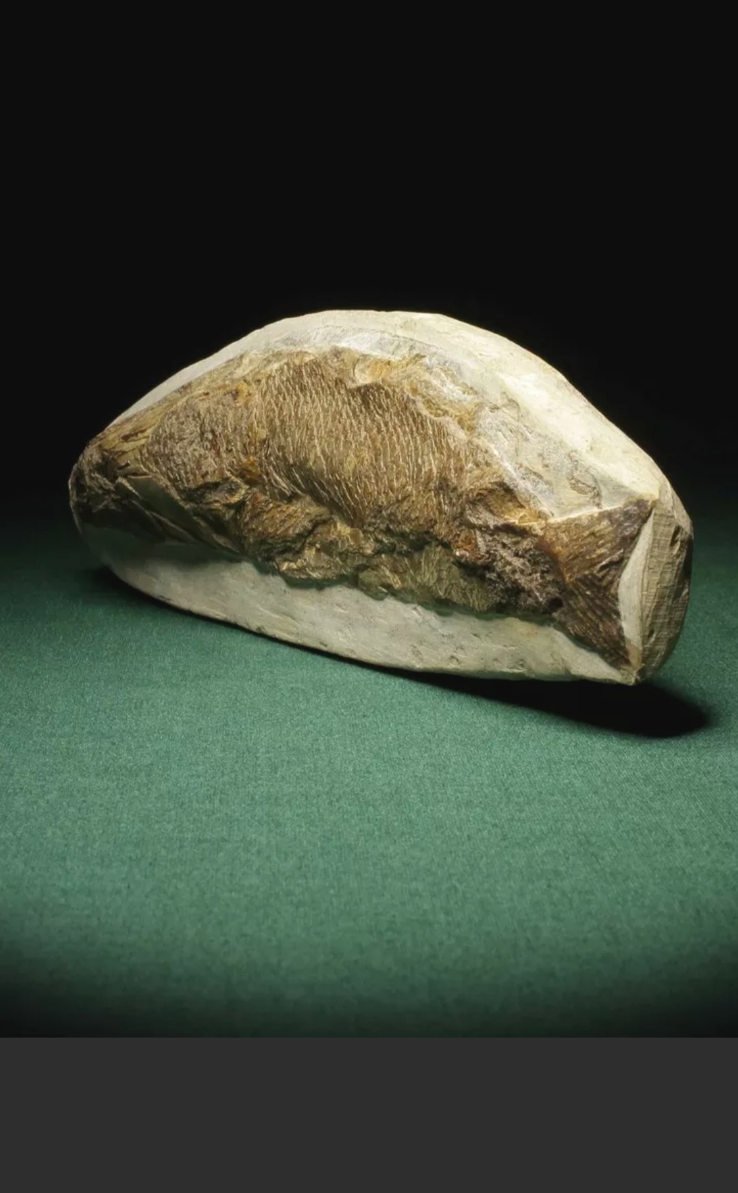 Fish from Brazil - Is It Real? How to Recognize Fossil Fabrications ...