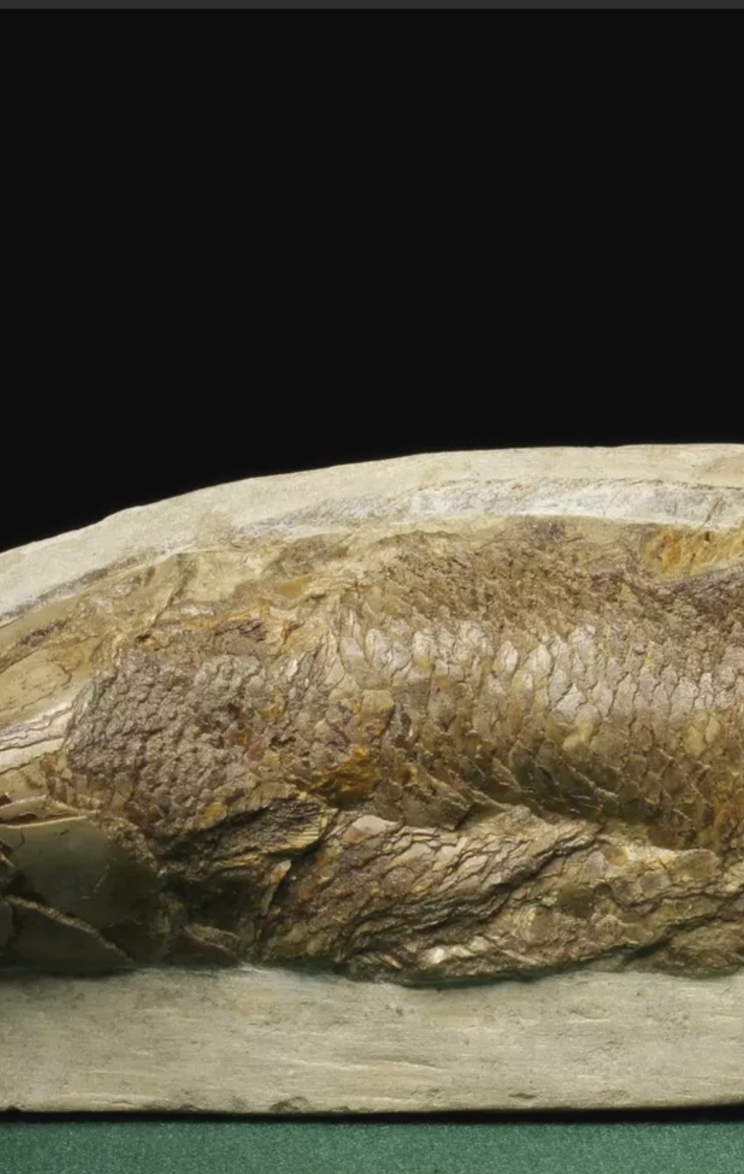 Fish from Brazil - Is It Real? How to Recognize Fossil Fabrications ...