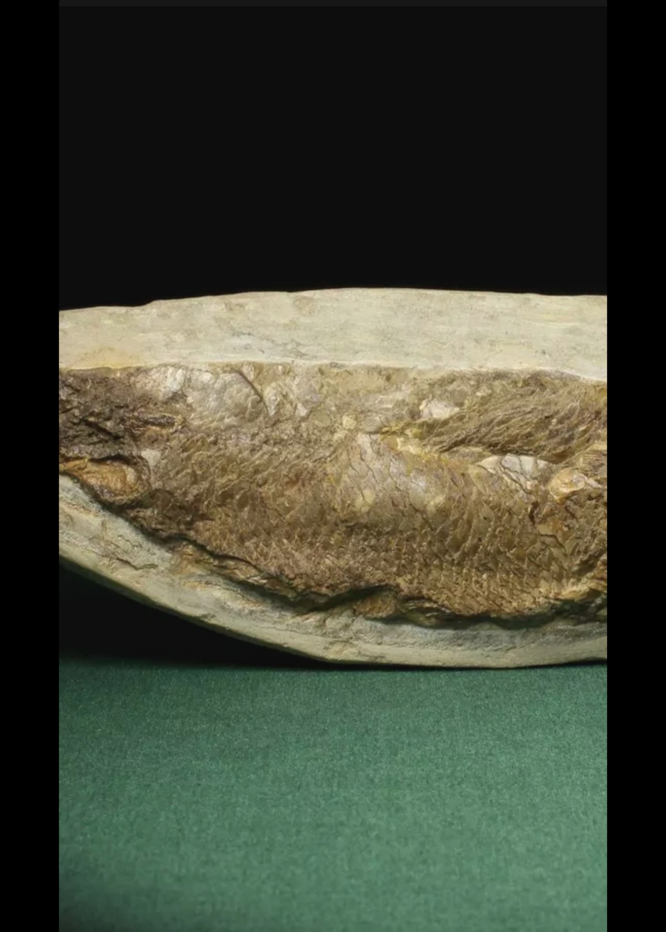 Fish from Brazil - Is It Real? How to Recognize Fossil Fabrications ...