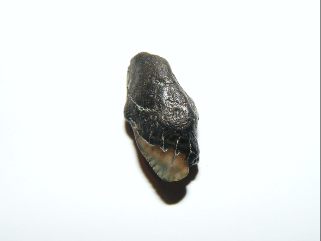 Partial posterior meg tooth? - Fossil ID - The Fossil Forum
