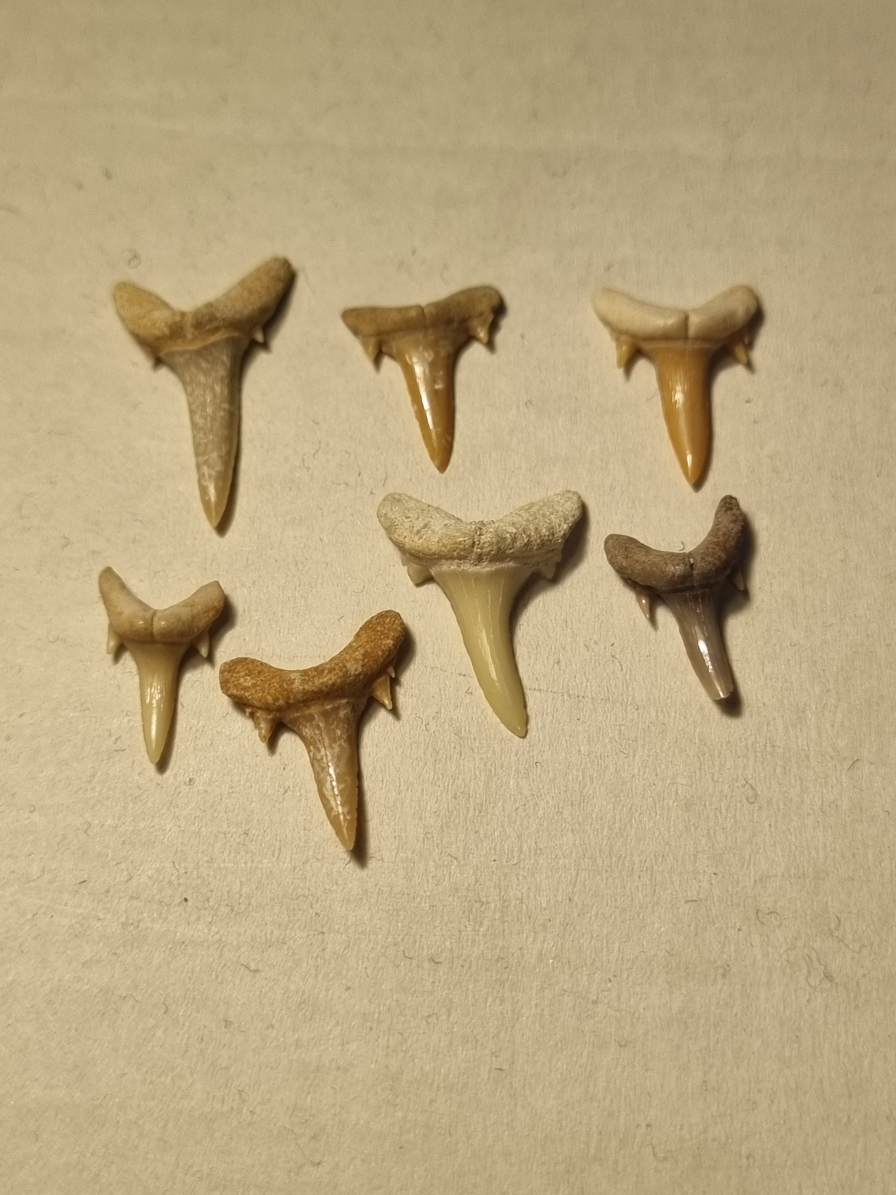 Moroccan shark teeth - Fossil ID - The Fossil Forum