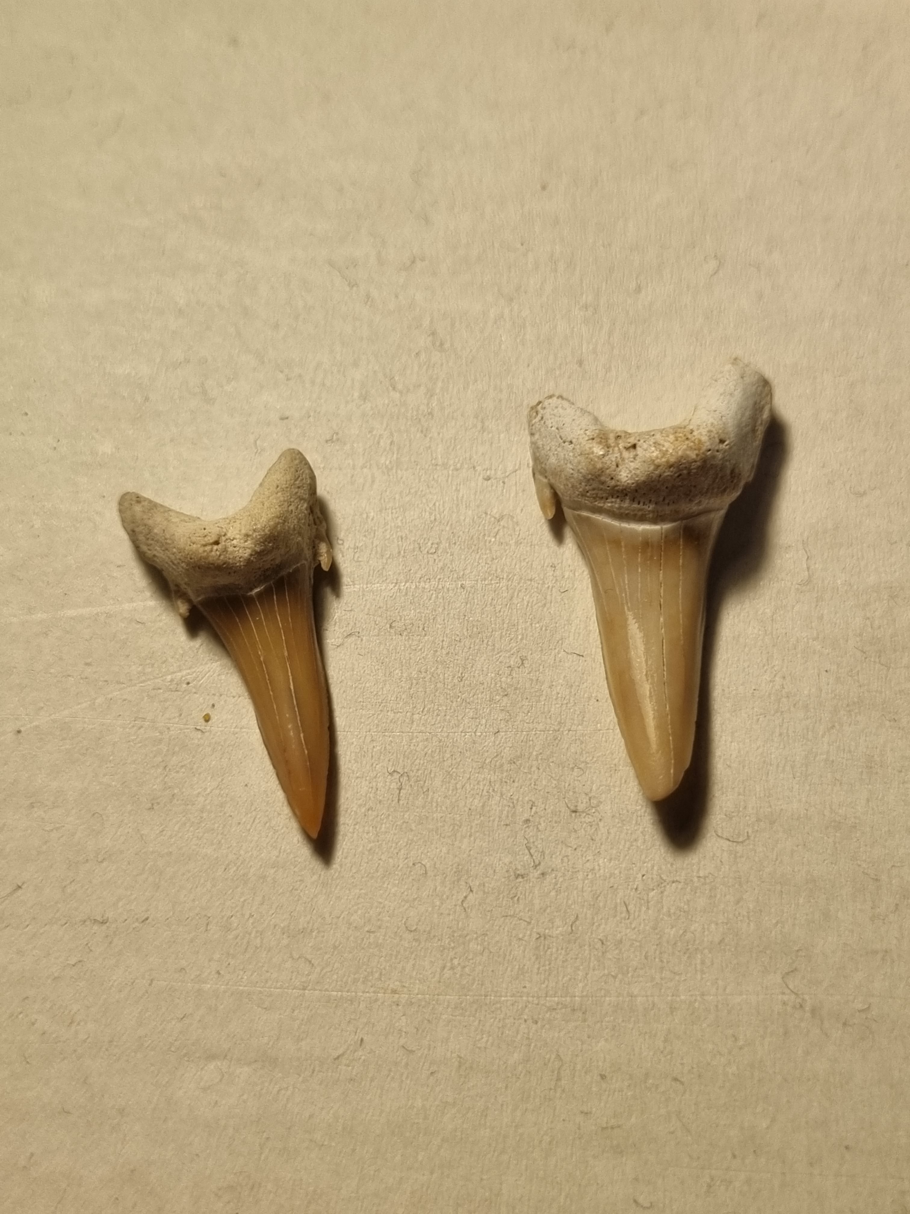 Moroccan shark teeth - Fossil ID - The Fossil Forum
