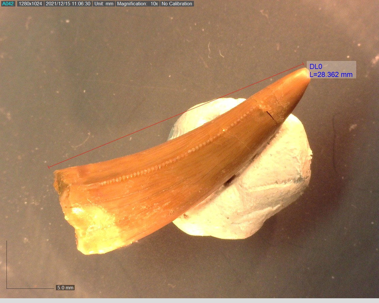 Theropod Tooth Identification - Fossil ID - The Fossil Forum