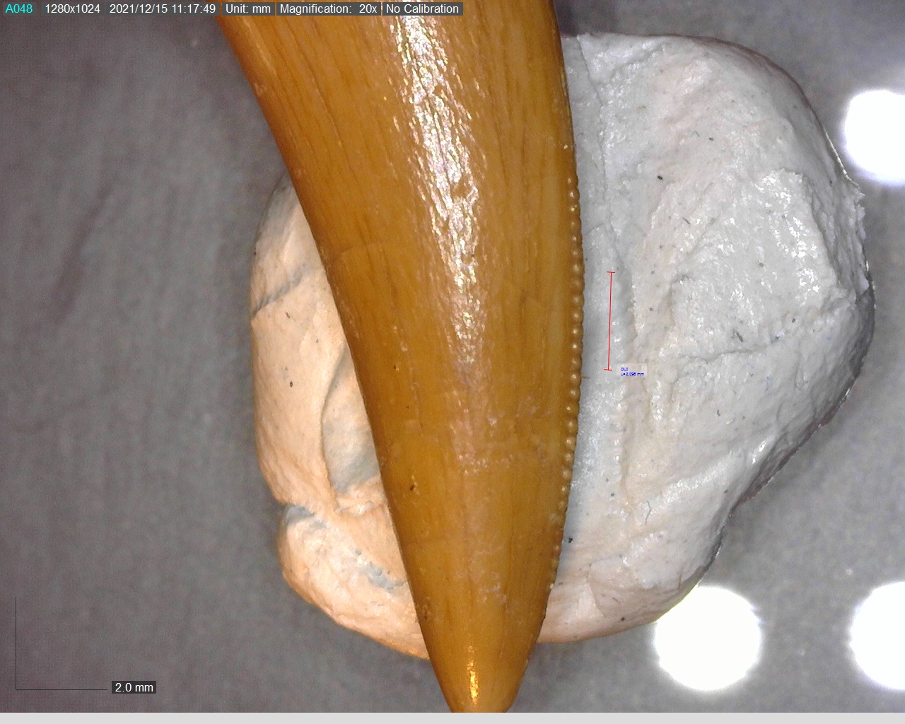 Theropod Tooth Identification - Fossil ID - The Fossil Forum