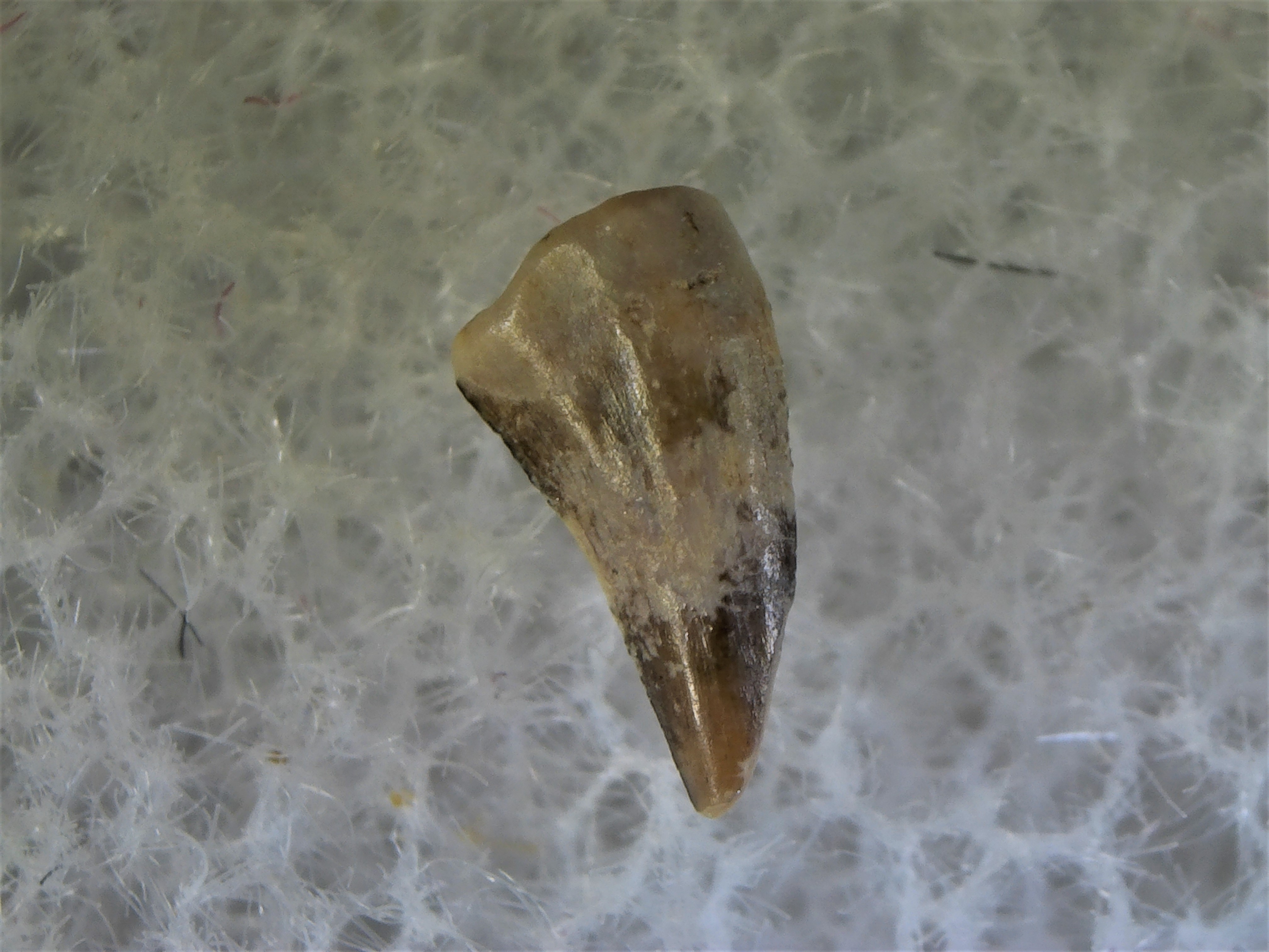 PaleoNoel: Into the Microverse - Micro-paleontology - The Fossil Forum
