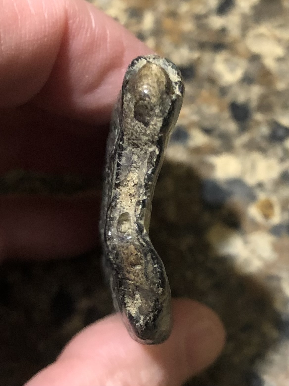 Large fossilized tooth - Fossil ID - The Fossil Forum