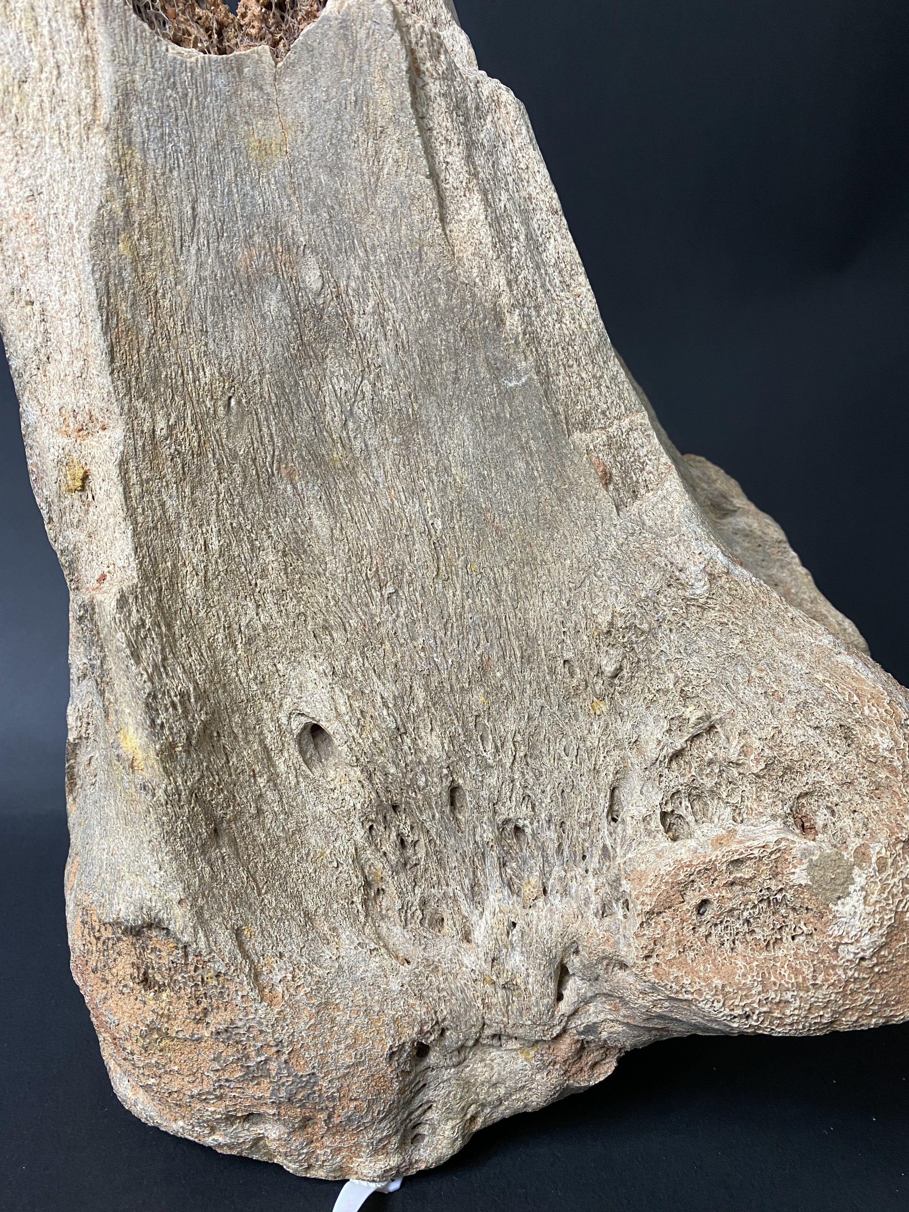 Large Dinosaur Leg Bone?! - Fossil ID - The Fossil Forum
