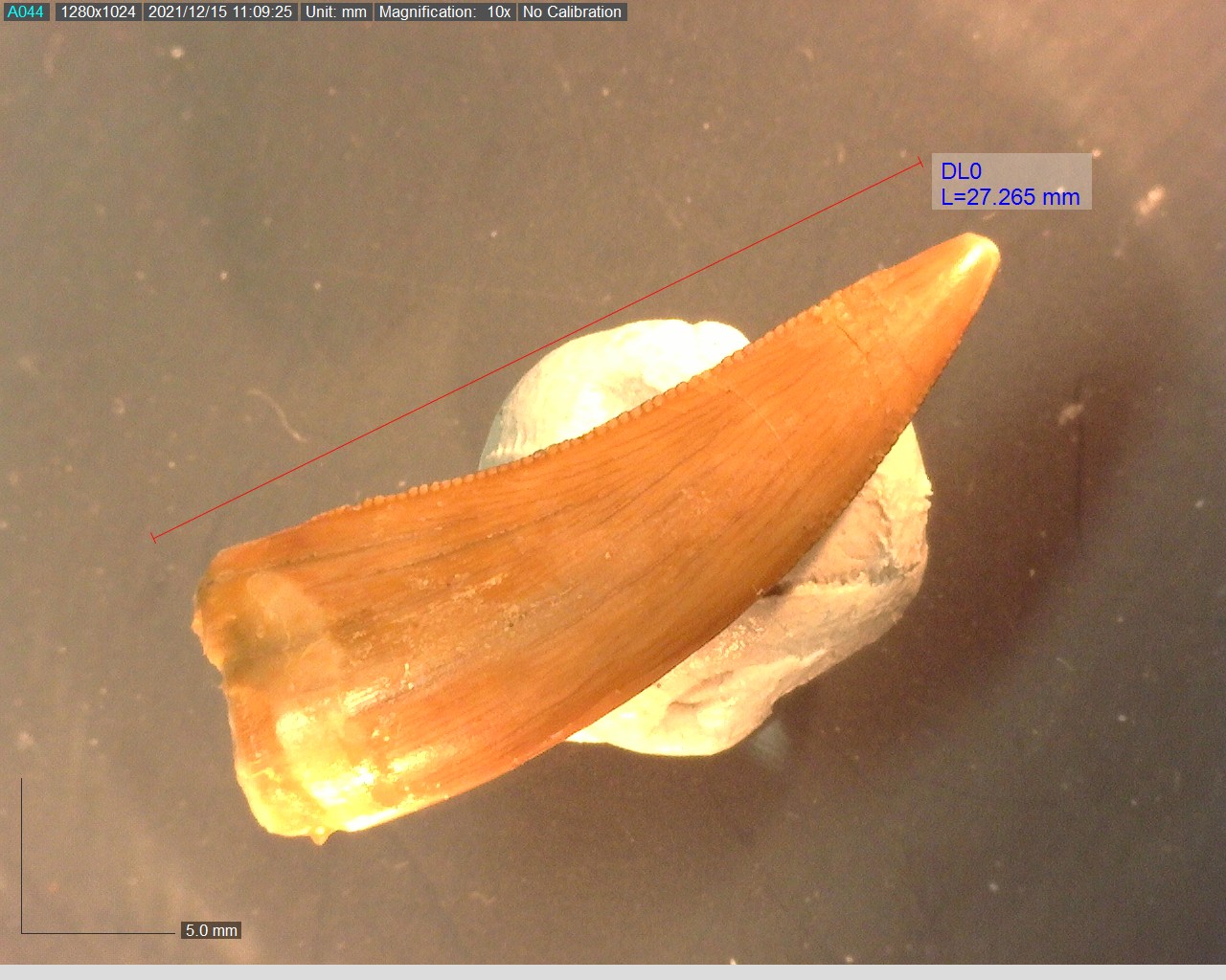 Theropod Tooth Identification - Fossil ID - The Fossil Forum