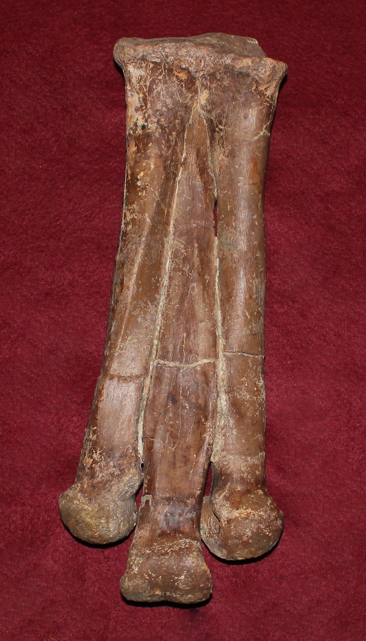 Hell Creek Ornithomimid metatarsal? - Fossil ID - The Fossil Forum