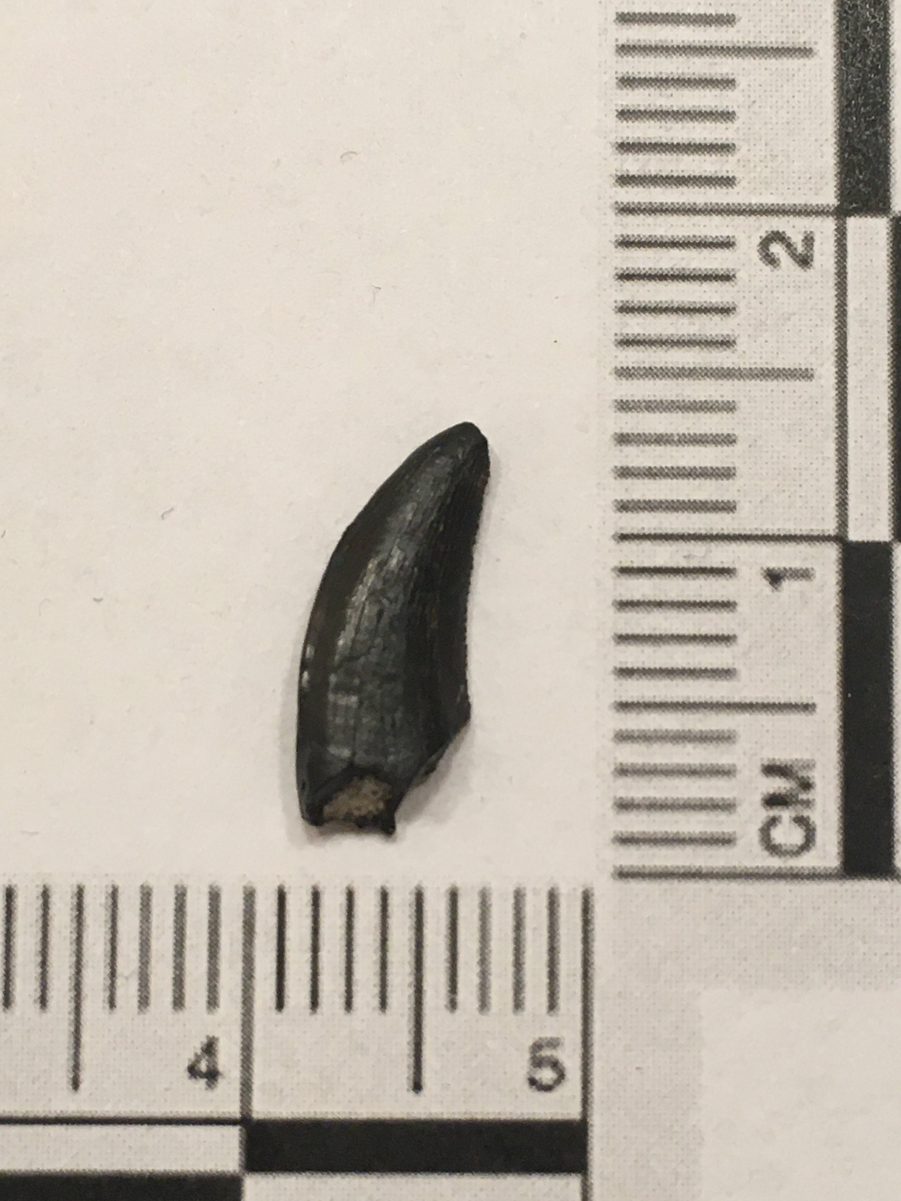 Worn Dromaeosaurus tooth or something else? - Fossil ID - The Fossil Forum