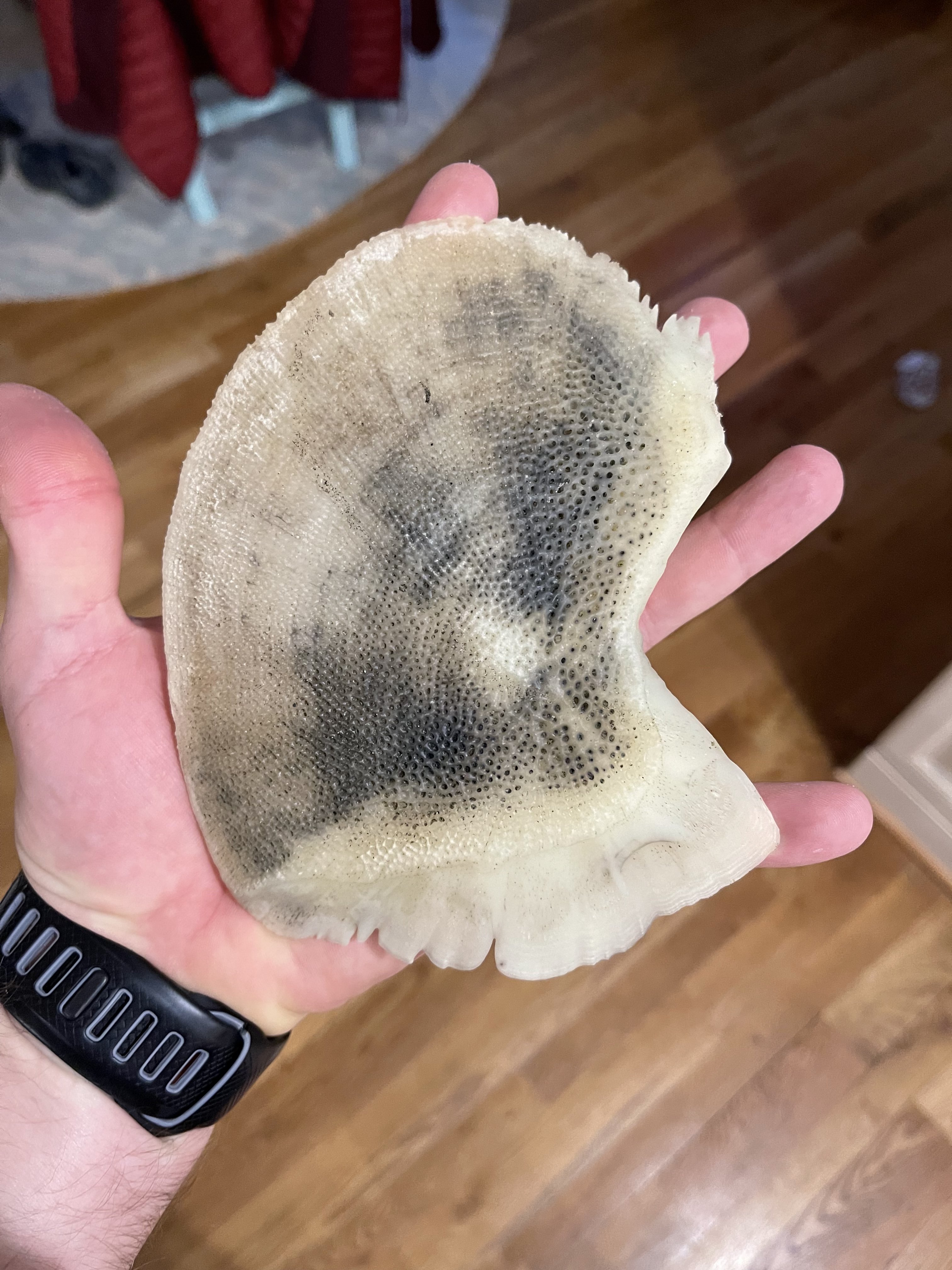 Gill Plate? - Fossil ID - The Fossil Forum