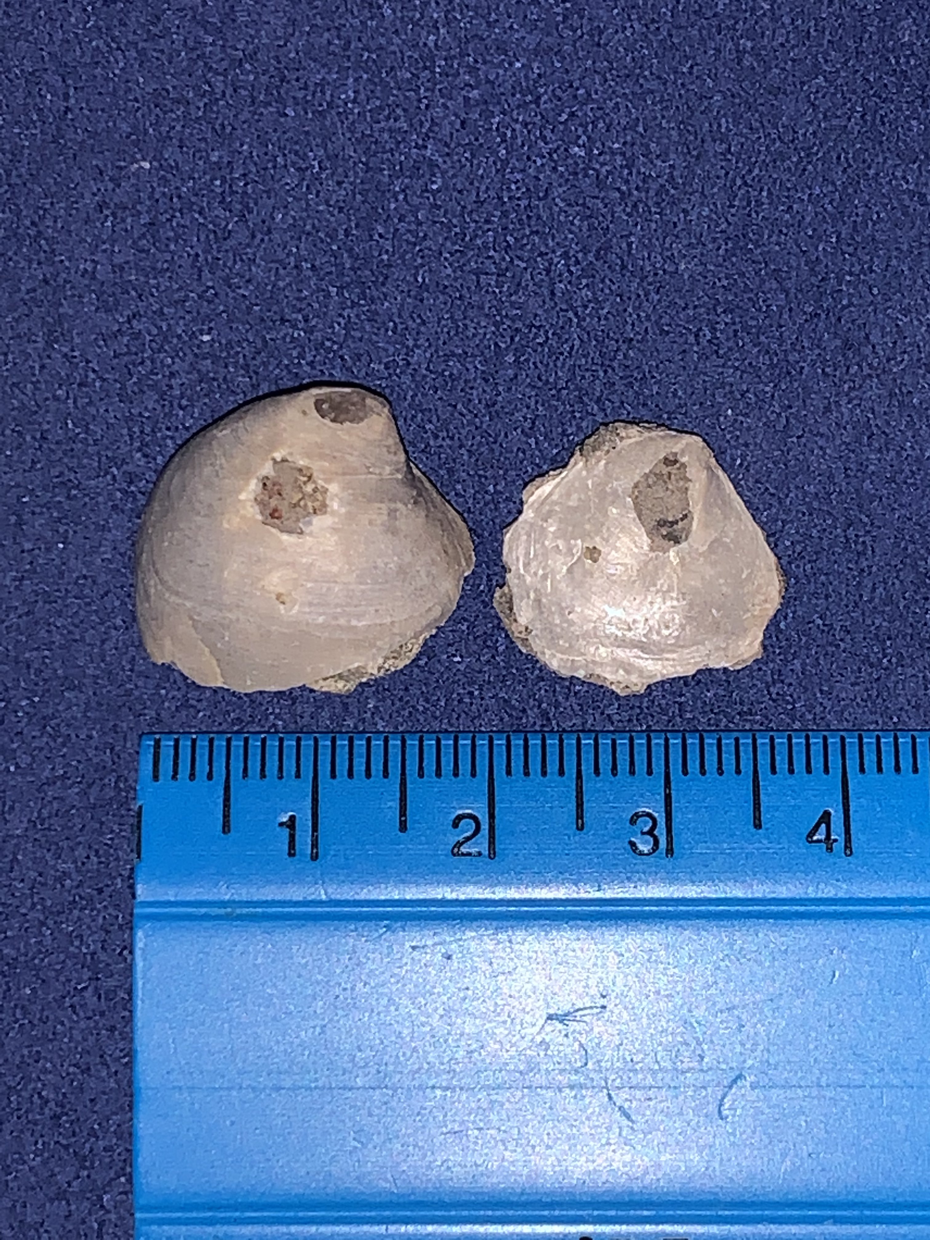 Jingle shell? - Fossil ID - The Fossil Forum