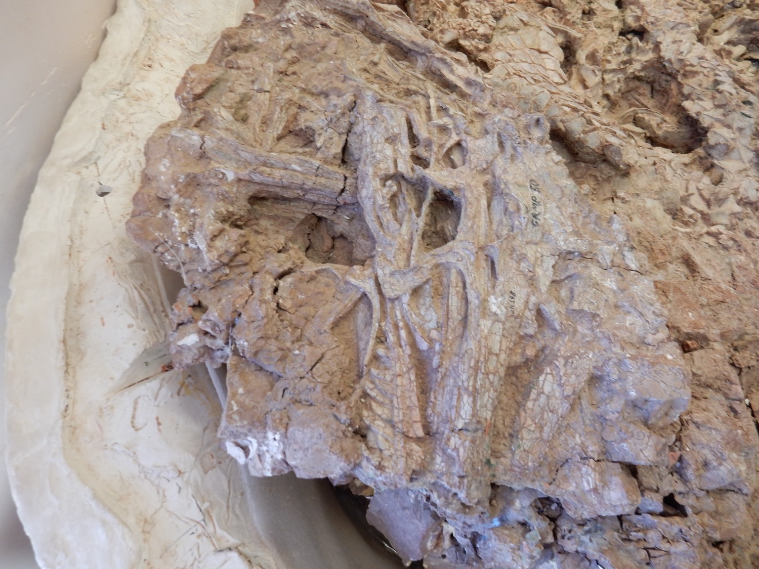 Ghost Ranch, New Mexico - A Trip to the Museum - The Fossil Forum
