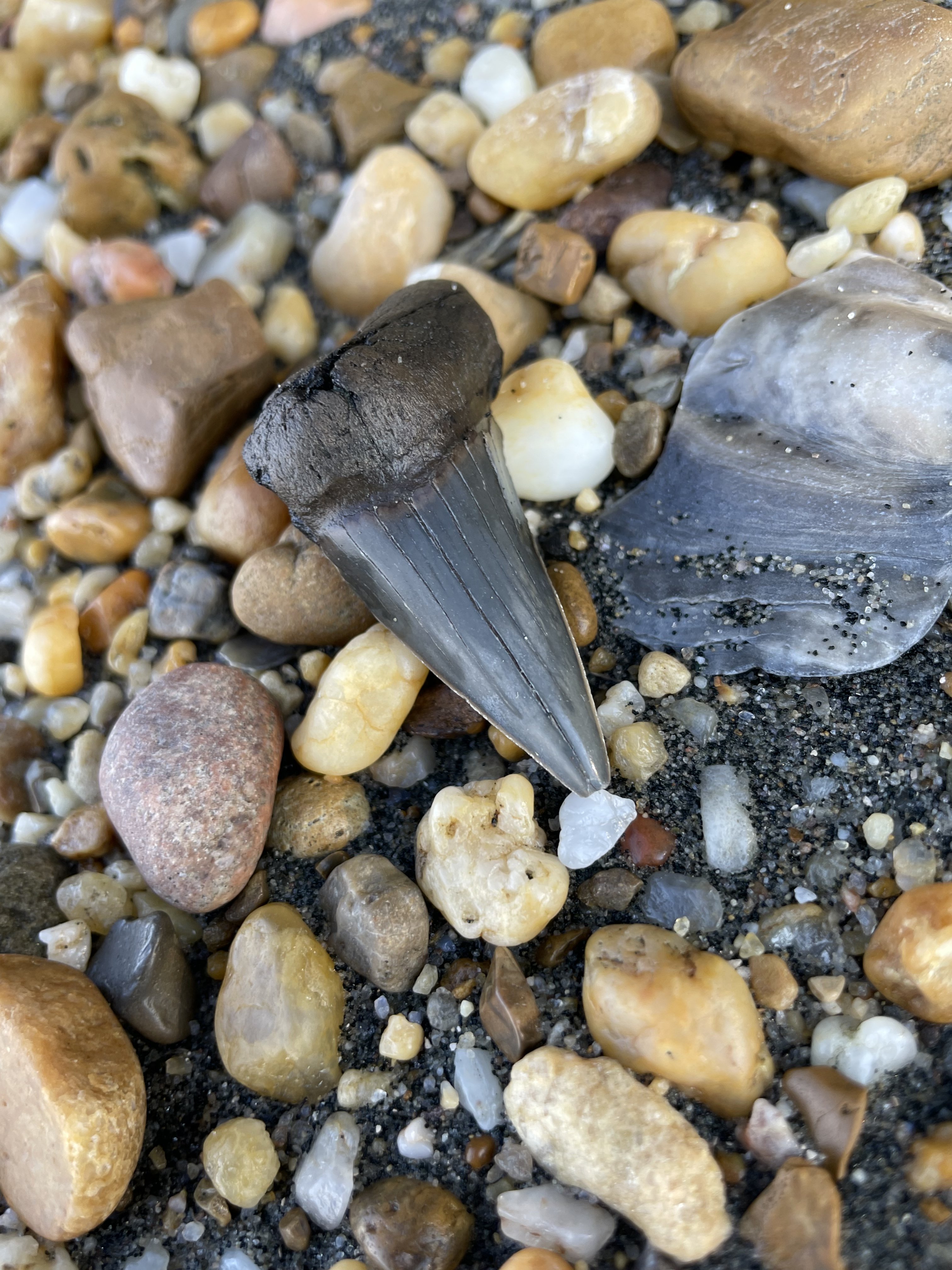 Good day at Douglas Point - Fossil Hunting Trips - The Fossil Forum
