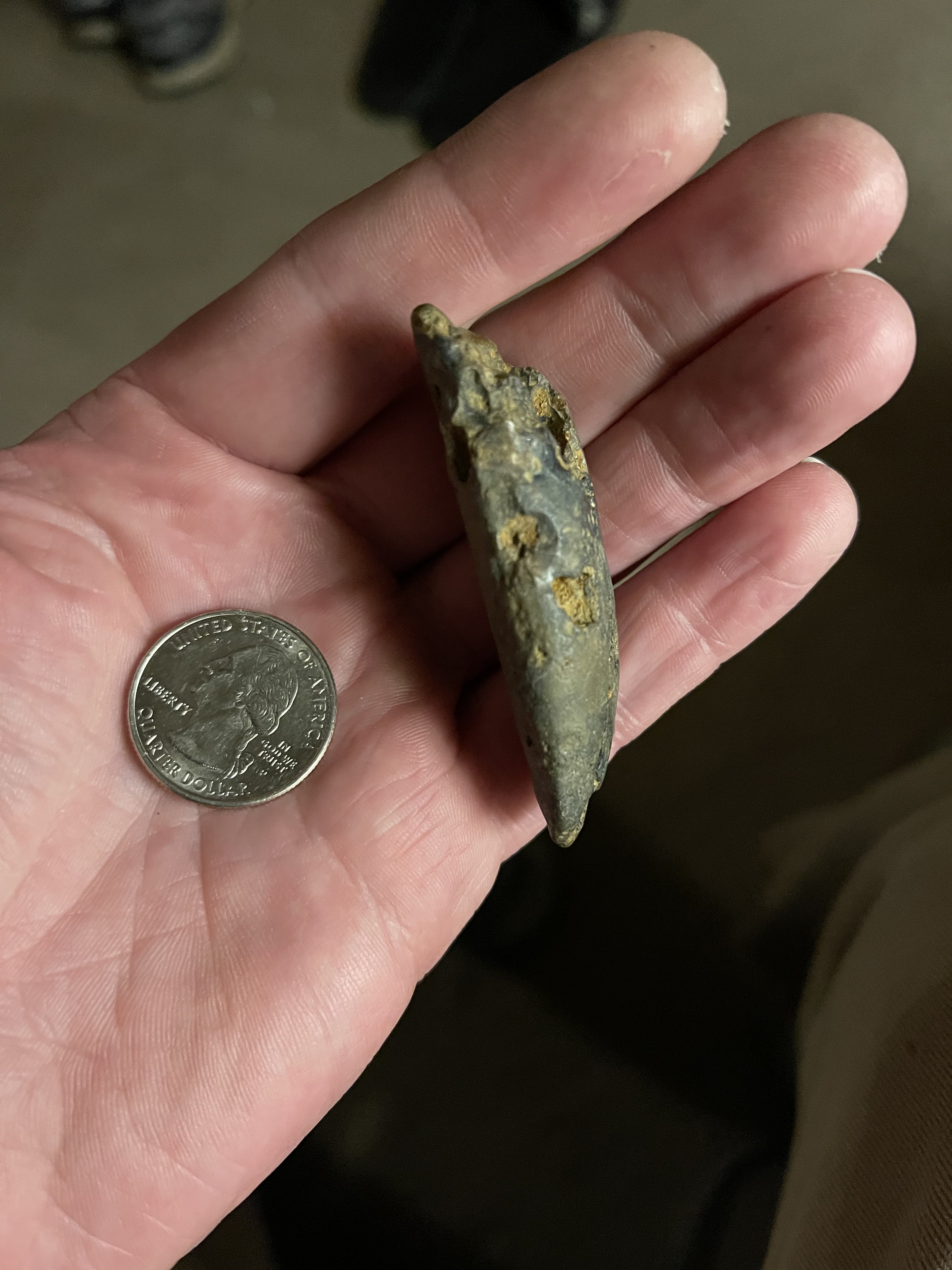 A large tooth shaped fossil - Fossil ID - The Fossil Forum
