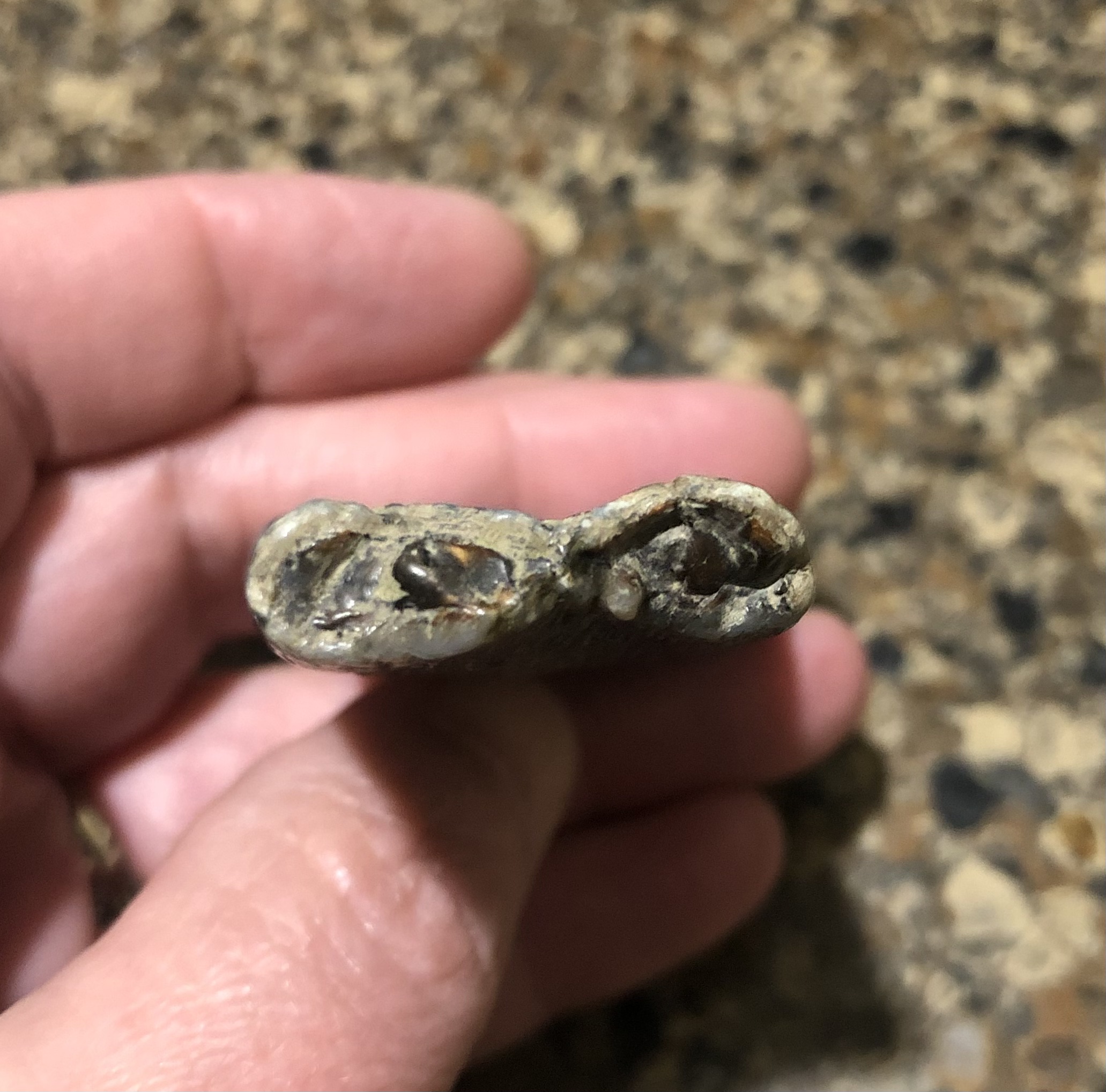 Large fossilized tooth - Fossil ID - The Fossil Forum
