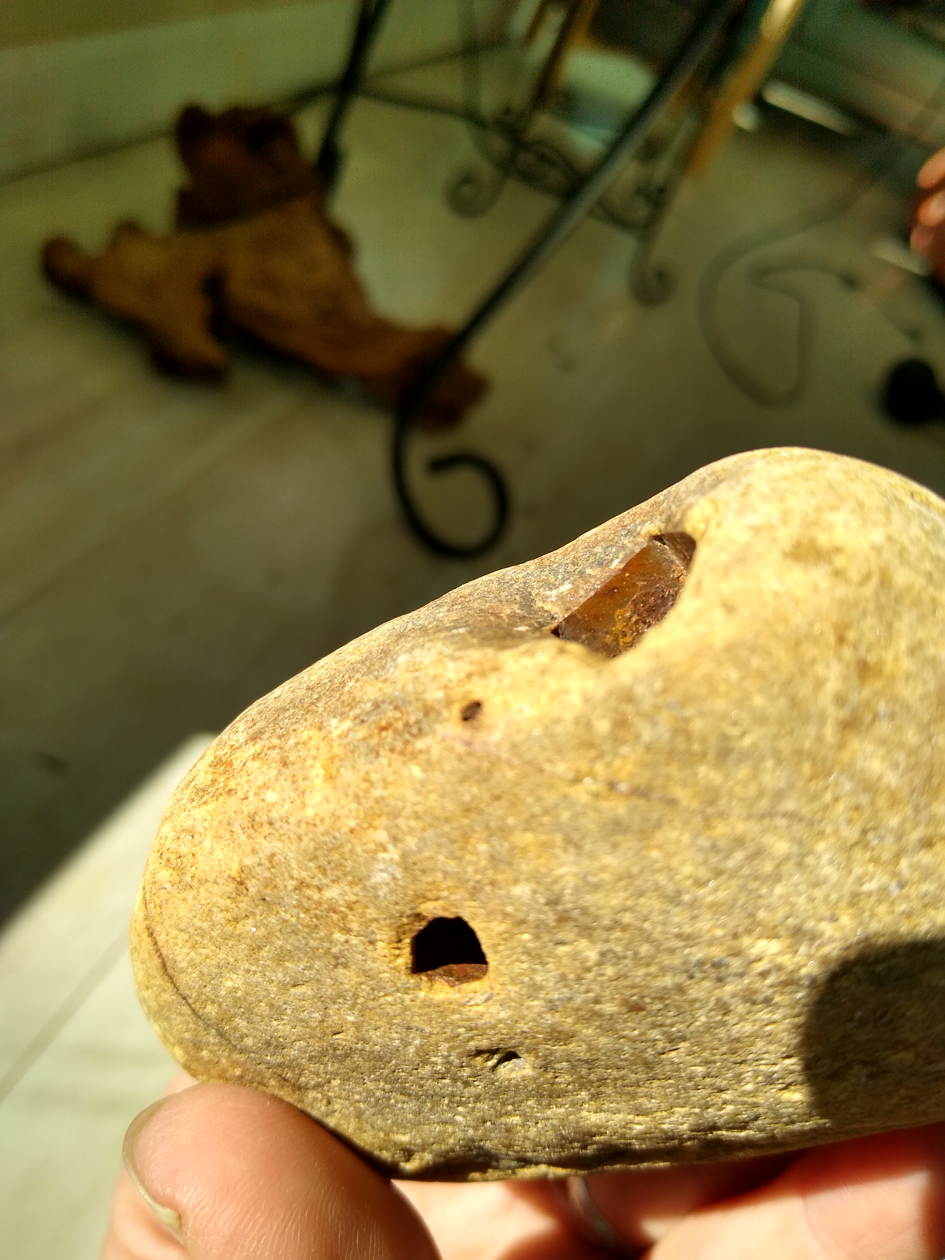 Rock found in western NC - Fossil ID - The Fossil Forum