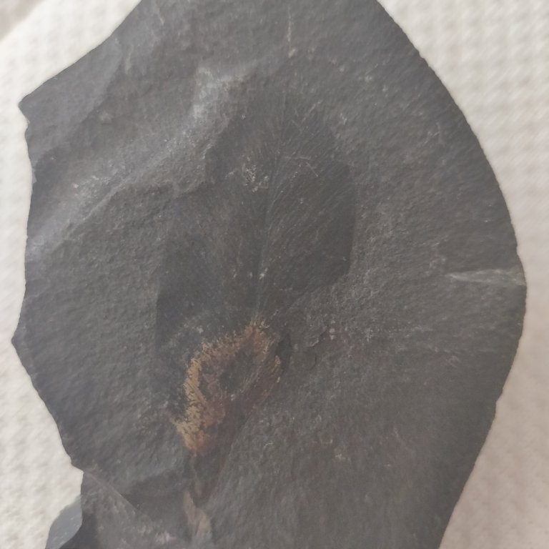Leaf or feather ? - Fossil ID - The Fossil Forum