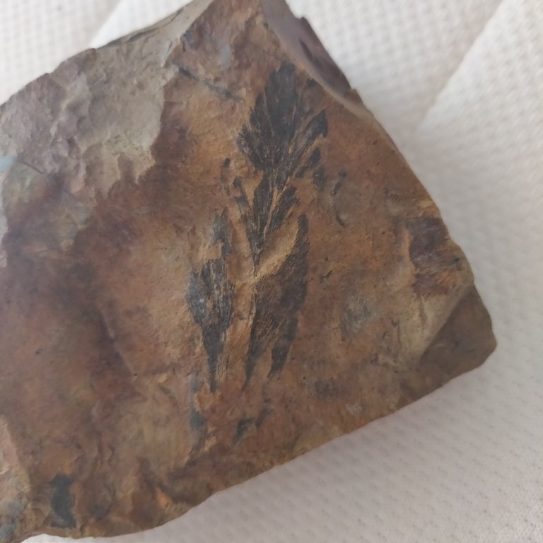 Leaf or feather ? - Fossil ID - The Fossil Forum