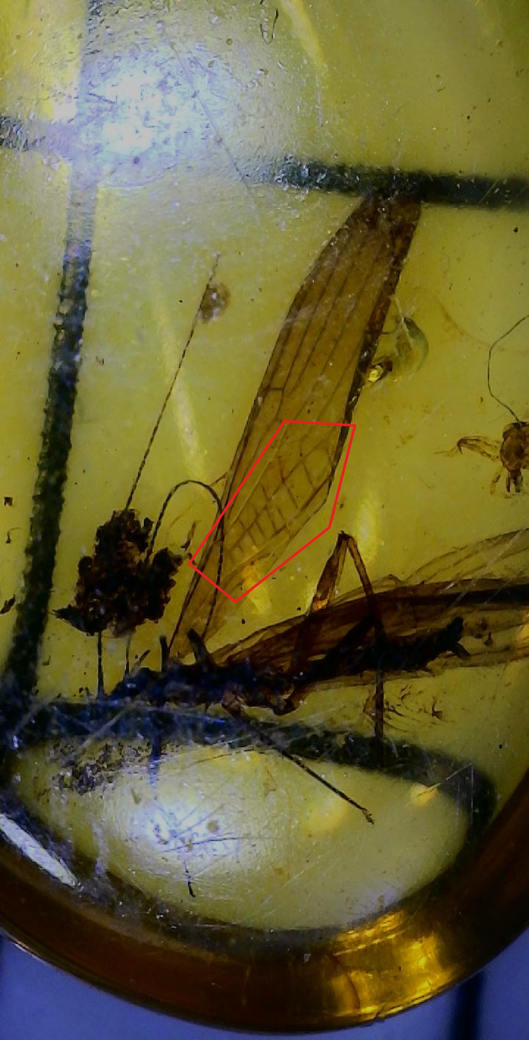 Baltic amber "mosquito" and "tick" fossil - age/species ID? - Fossil ID ...